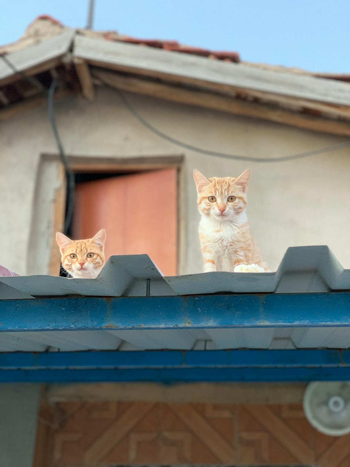 Beluga Cat Photos, Download The BEST Free Beluga Cat Stock Photos & HD ...