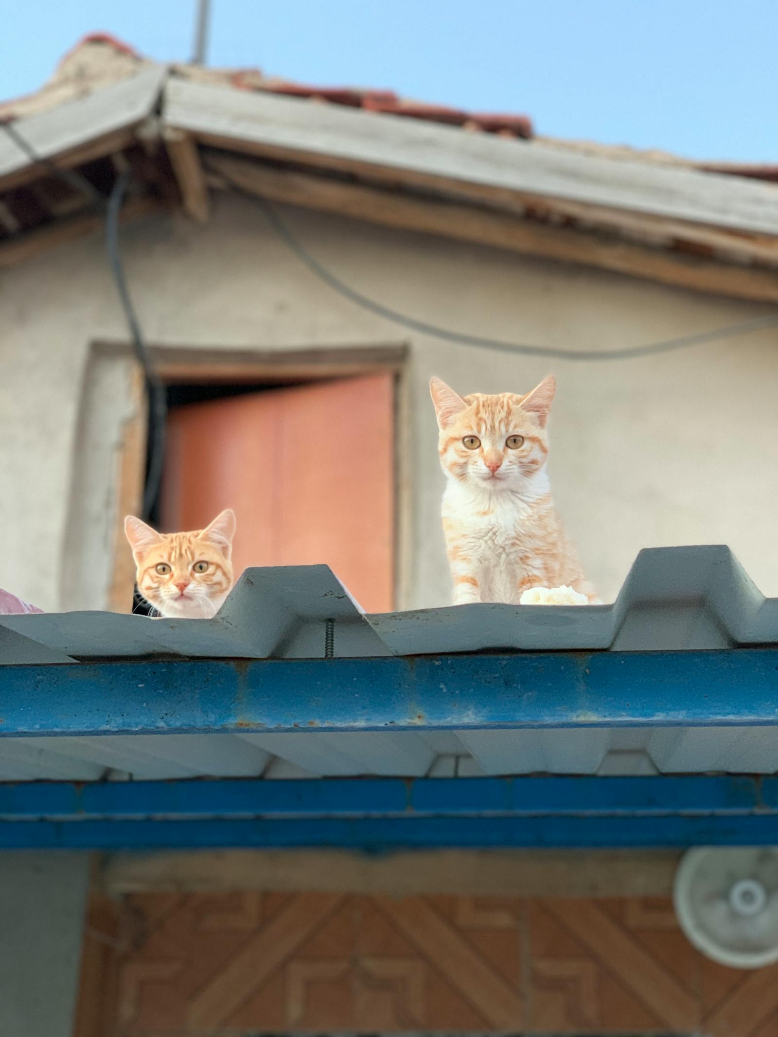 Beluga Cat Photos, Download The BEST Free Beluga Cat Stock Photos & HD ...