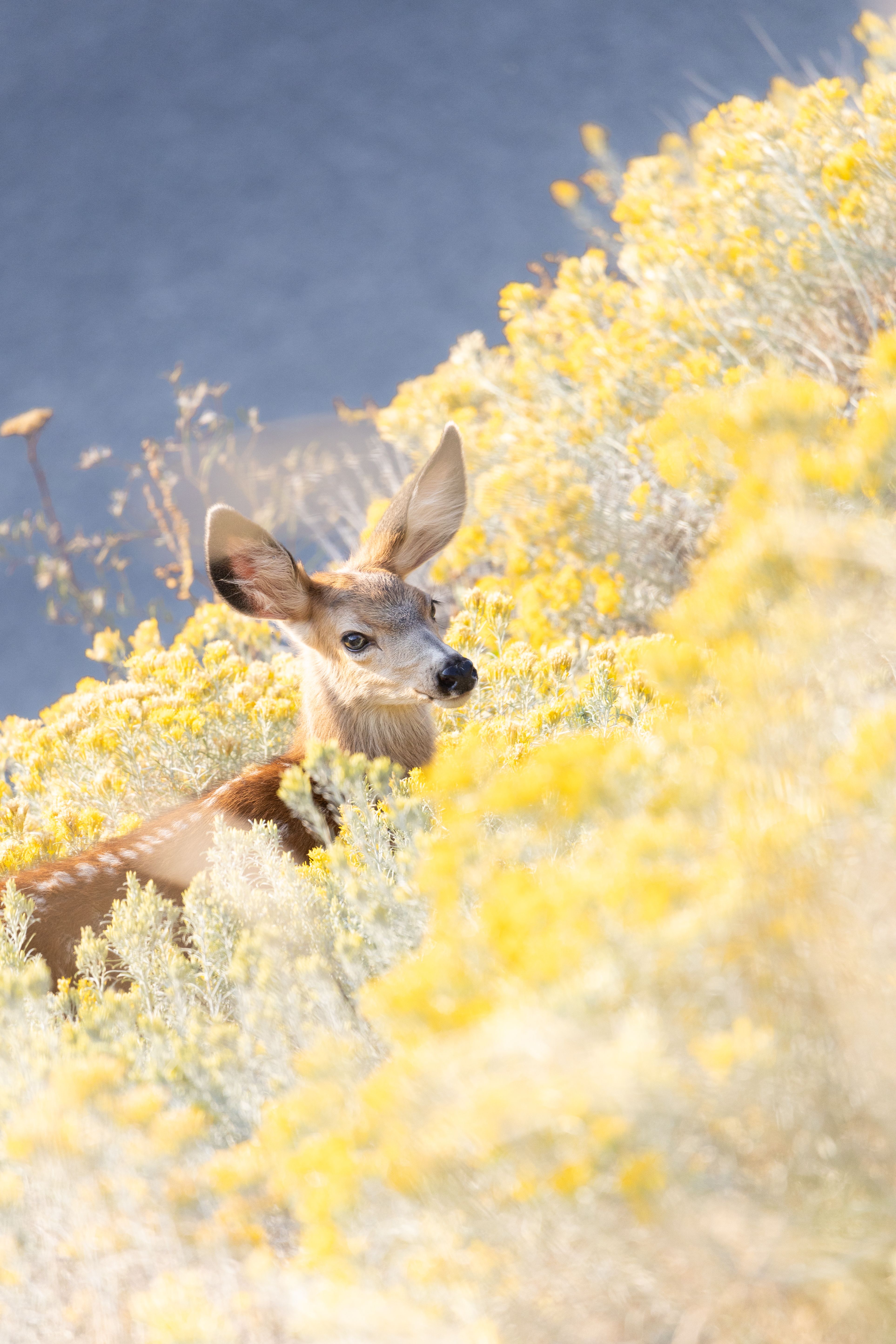 Young Deer in Kelowna Wildflower Meadow · Free Stock Photo