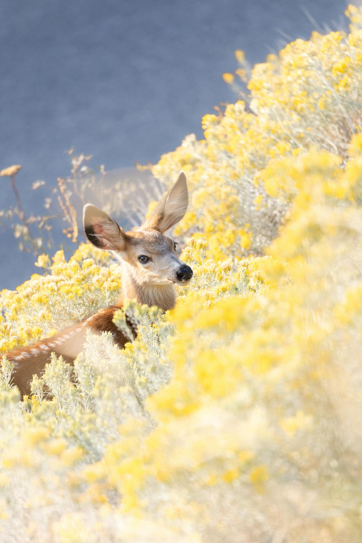 Pawoo+Cute+Girl Photos, Download The BEST Free Pawoo+Cute+Girl Stock ...