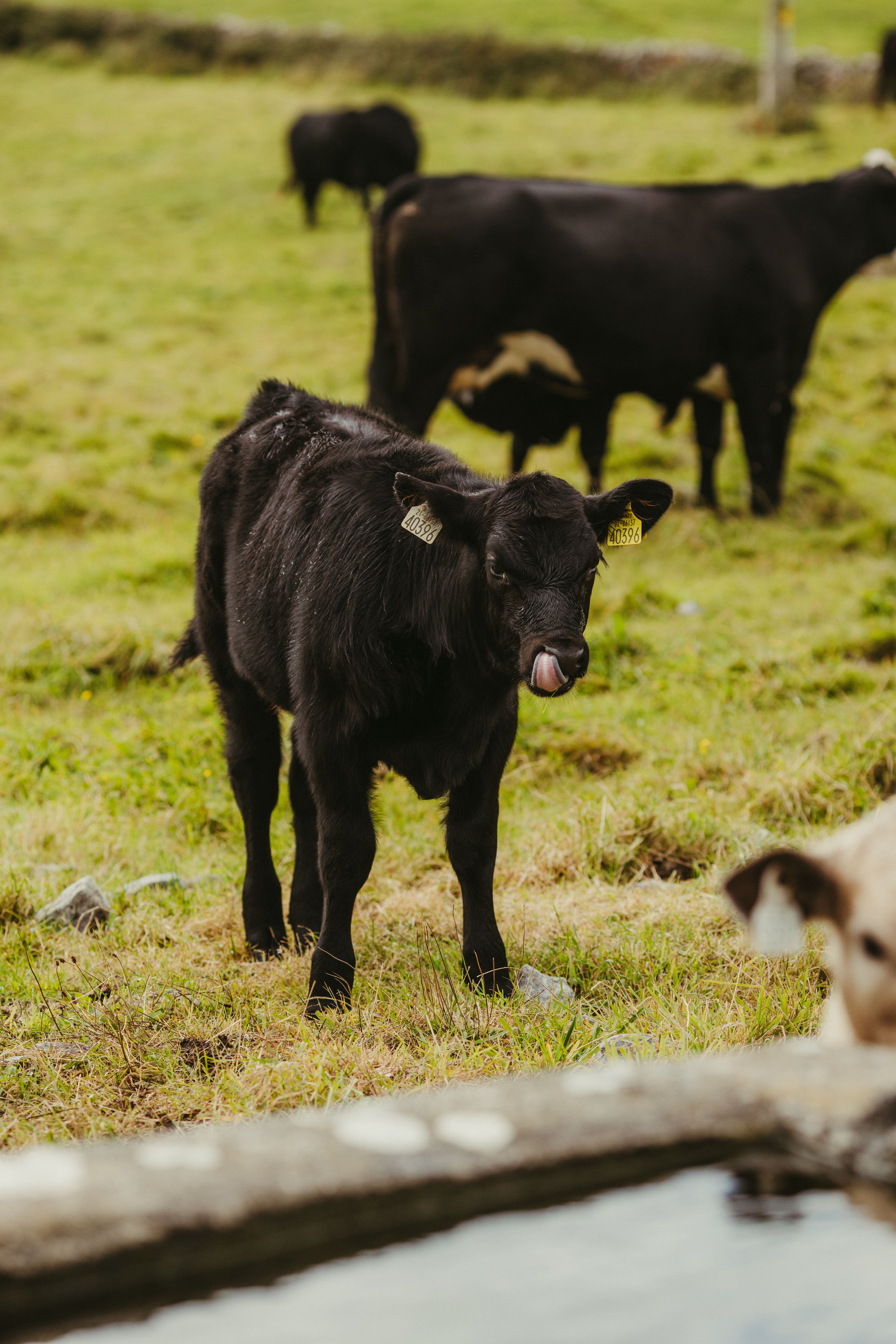 Cattle Grazing on Inishmore Farm in Ireland · Free Stock Photo