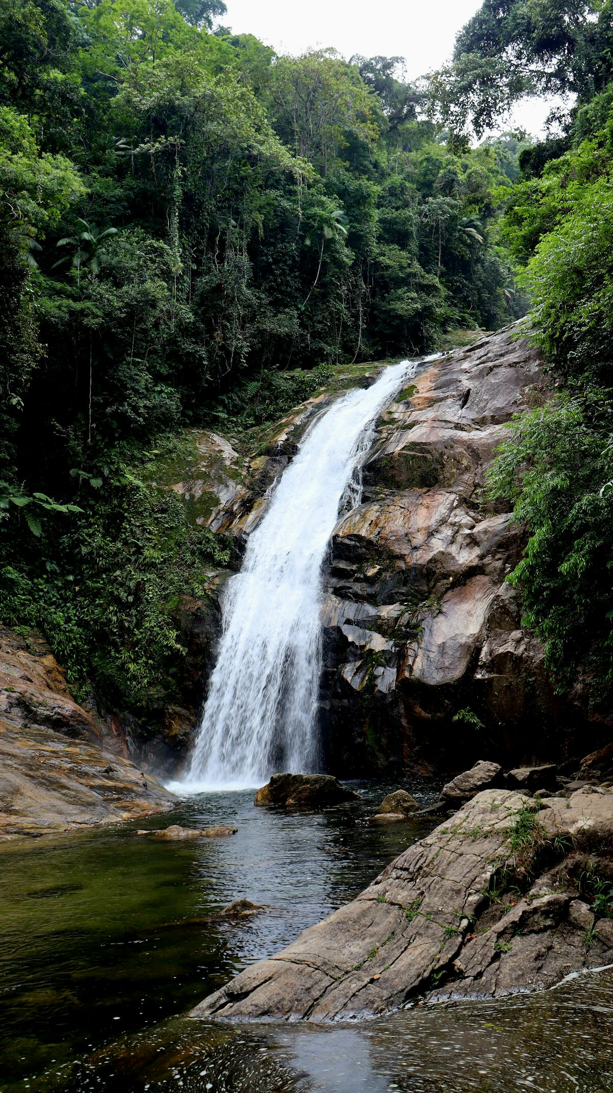 Tropical Rainforest Photos, Download The BEST Free Tropical Rainforest ...