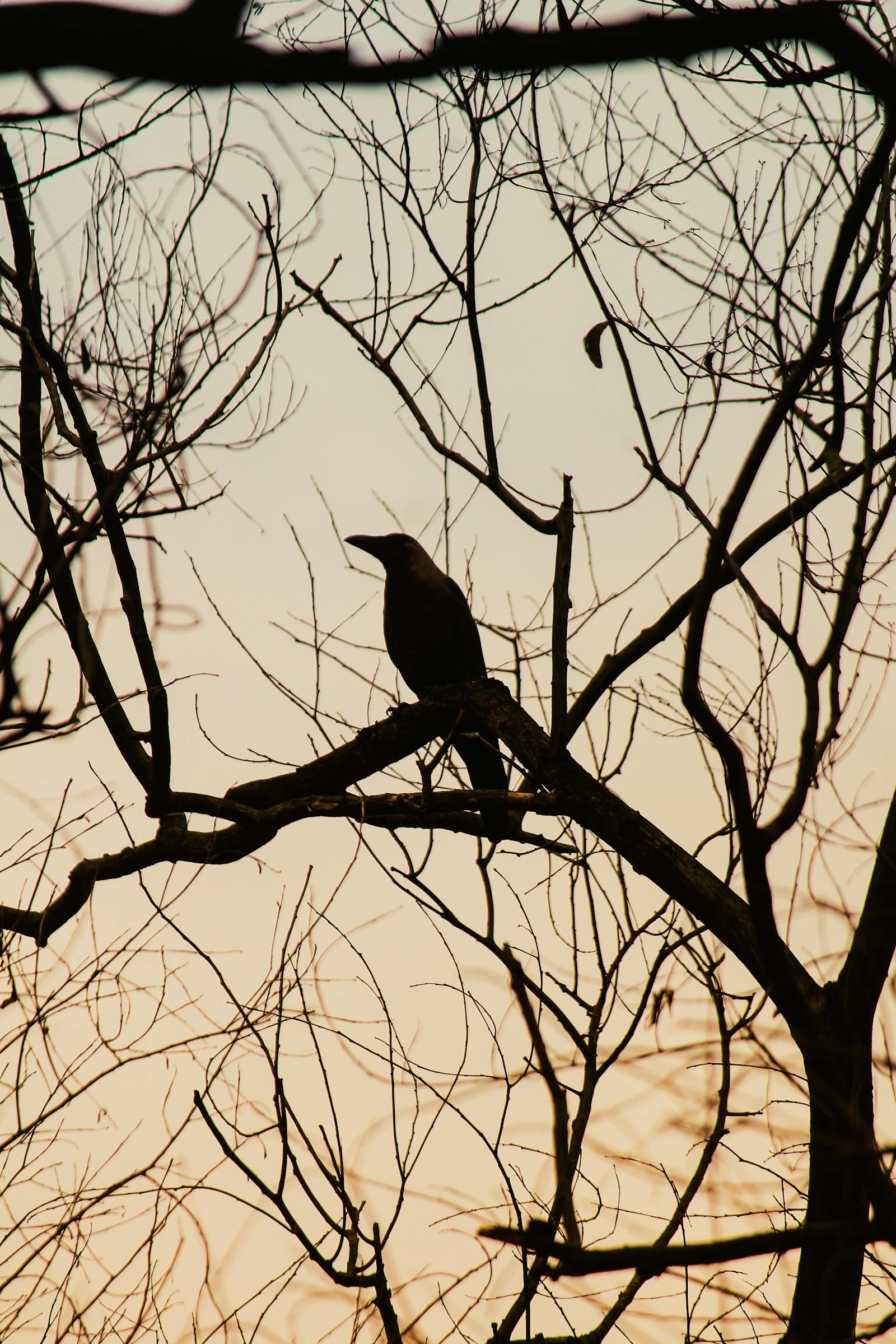 Shadow Silhouettes Photos, Download The BEST Free Shadow Silhouettes ...