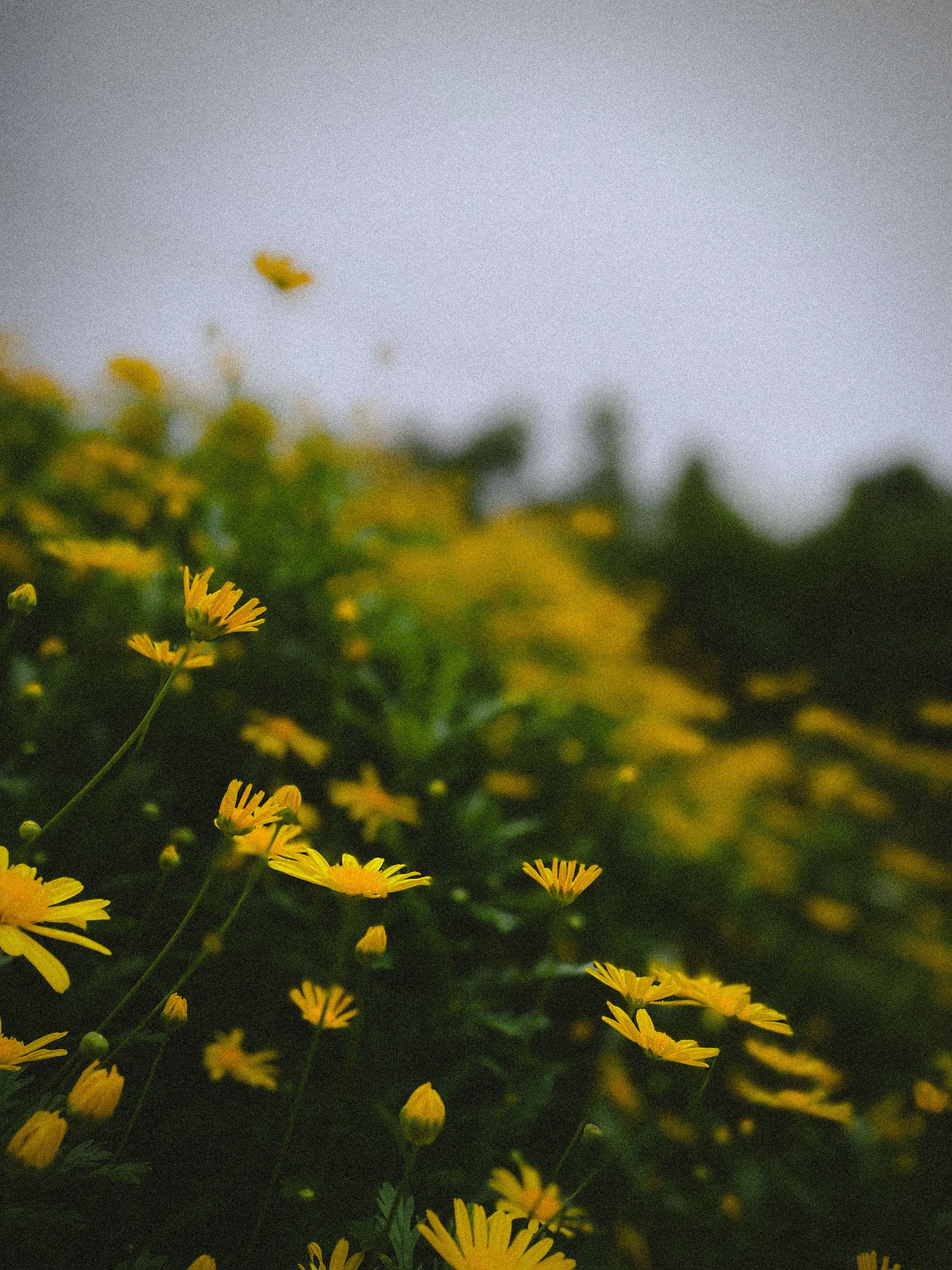 Field Nature Background Photos, Download The BEST Free Field Nature ...