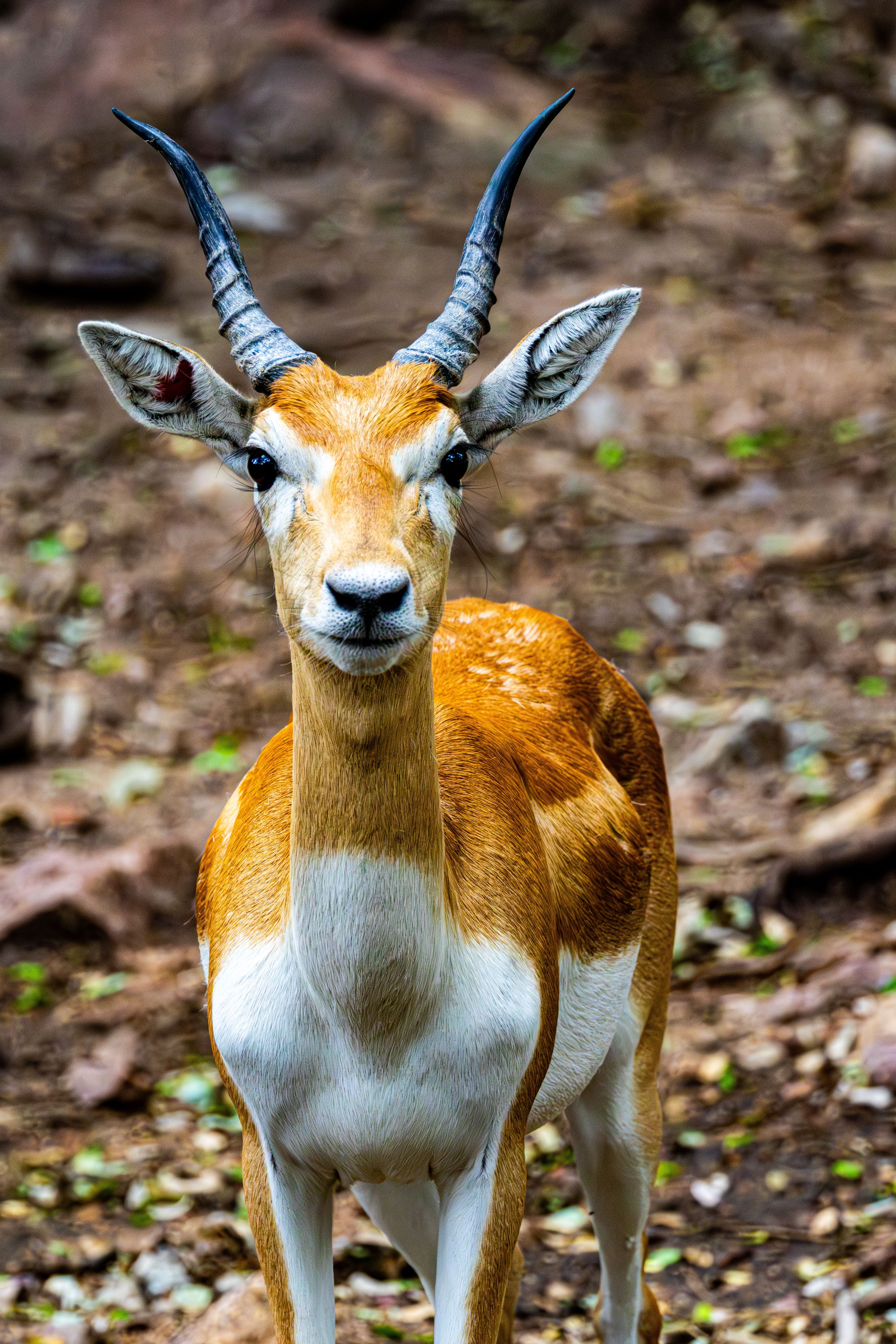 Foto de stock gratuita sobre al aire libre, alerta, animal, animal con ...