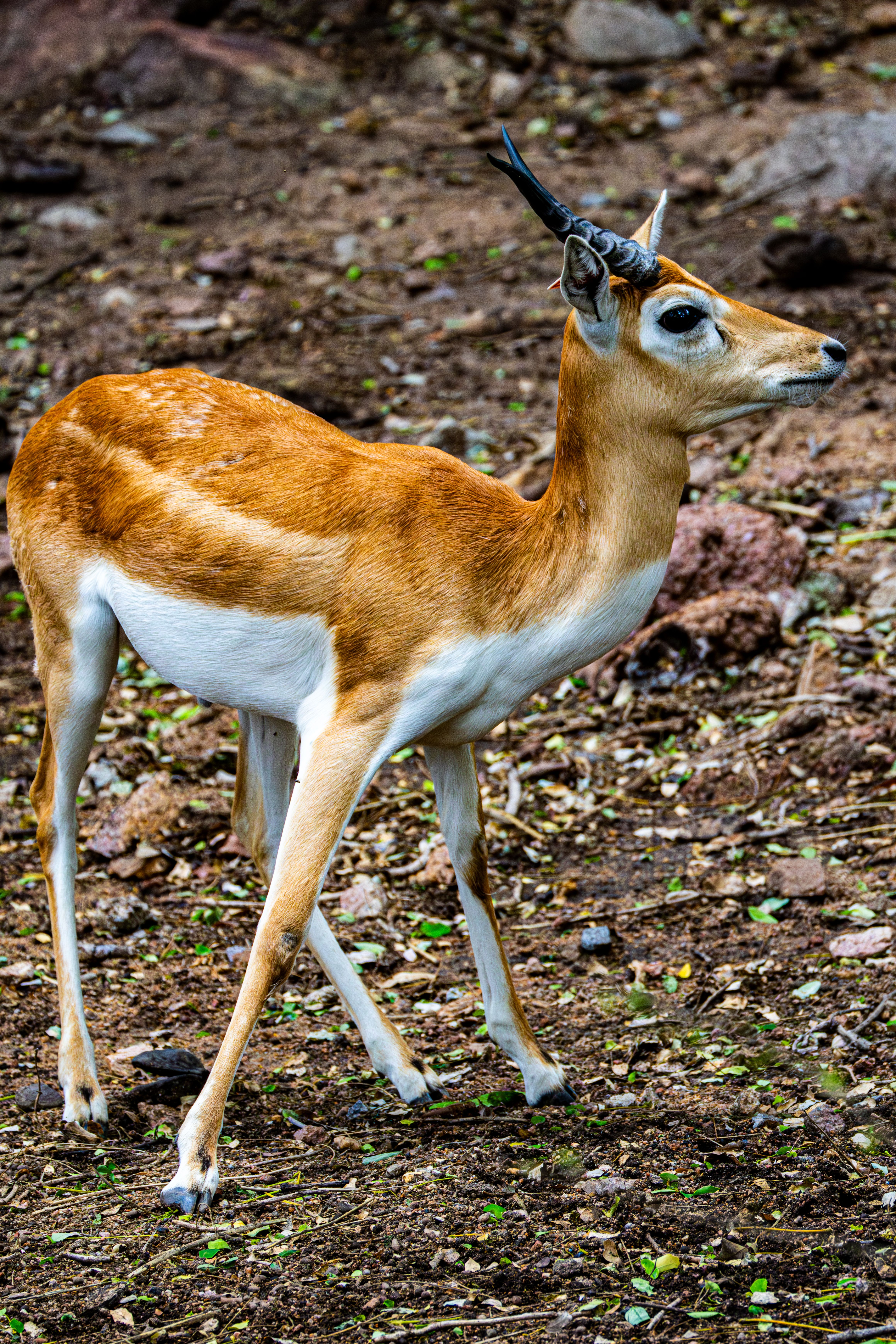 Deer In The Forest Photos, Download The BEST Free Deer In The Forest ...