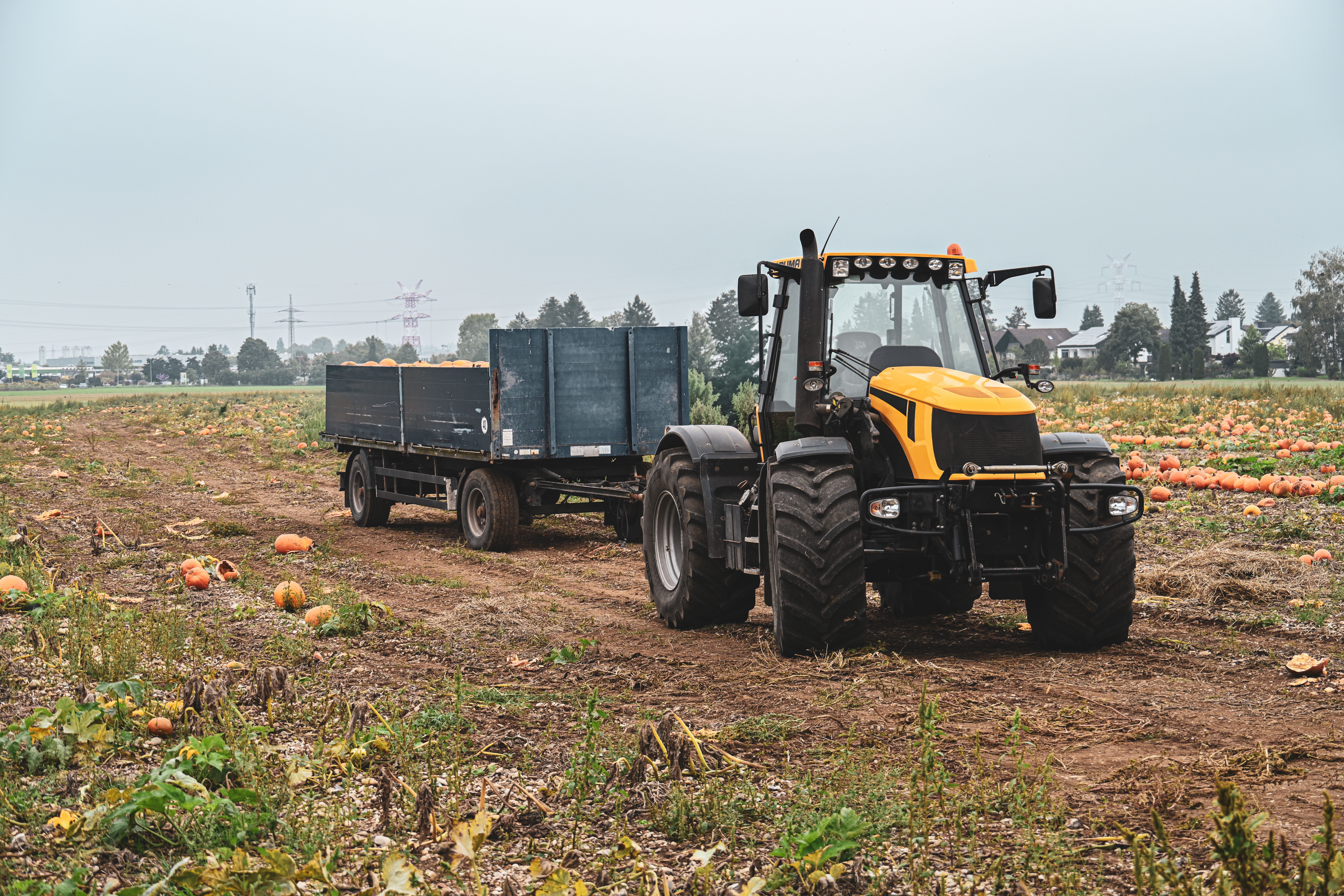 Harvesting Pumpkins with Tractor in Autumn Field · Free Stock Photo