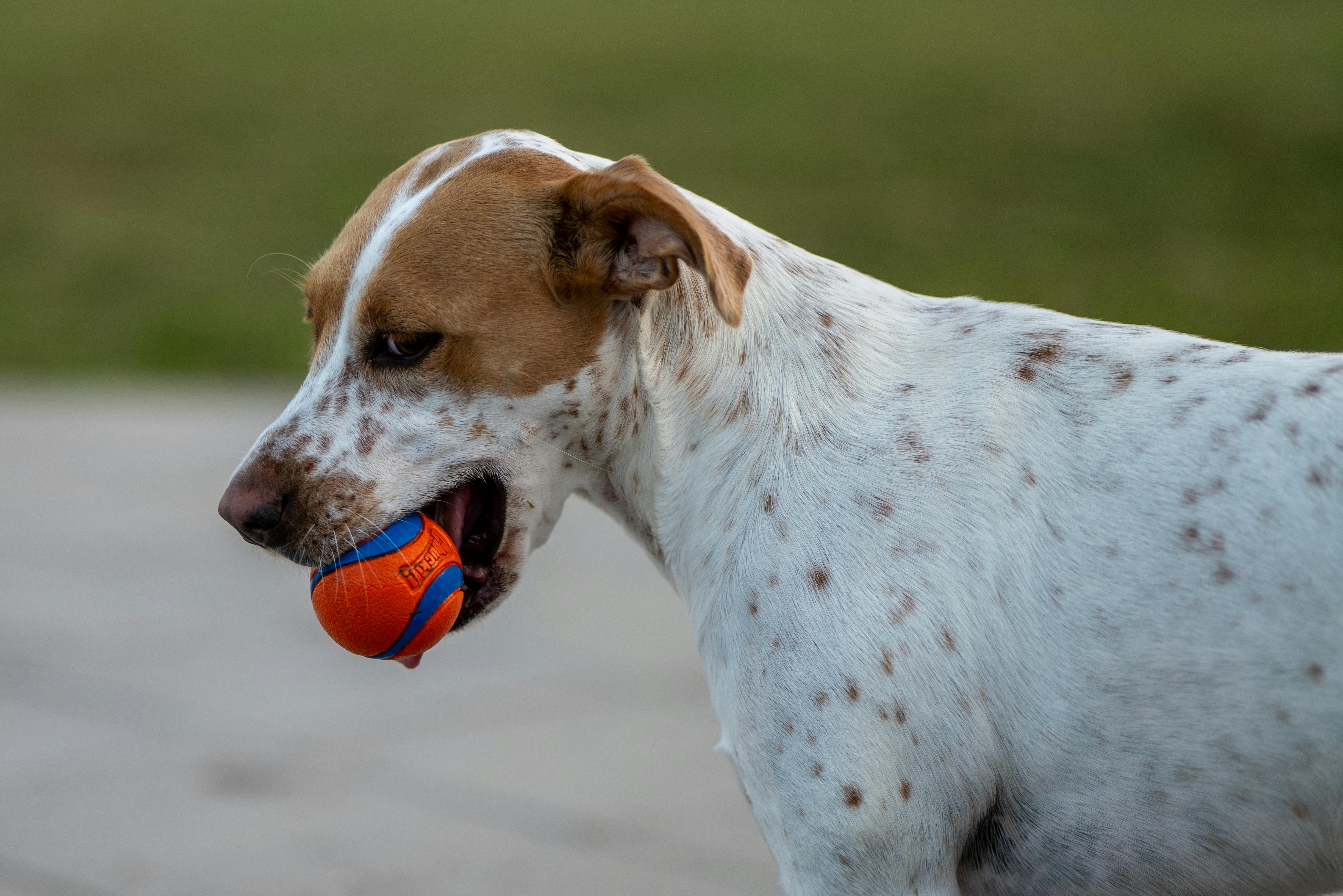 Spotted Dog Playing with Colorful Ball Outdoors · Free Stock Photo