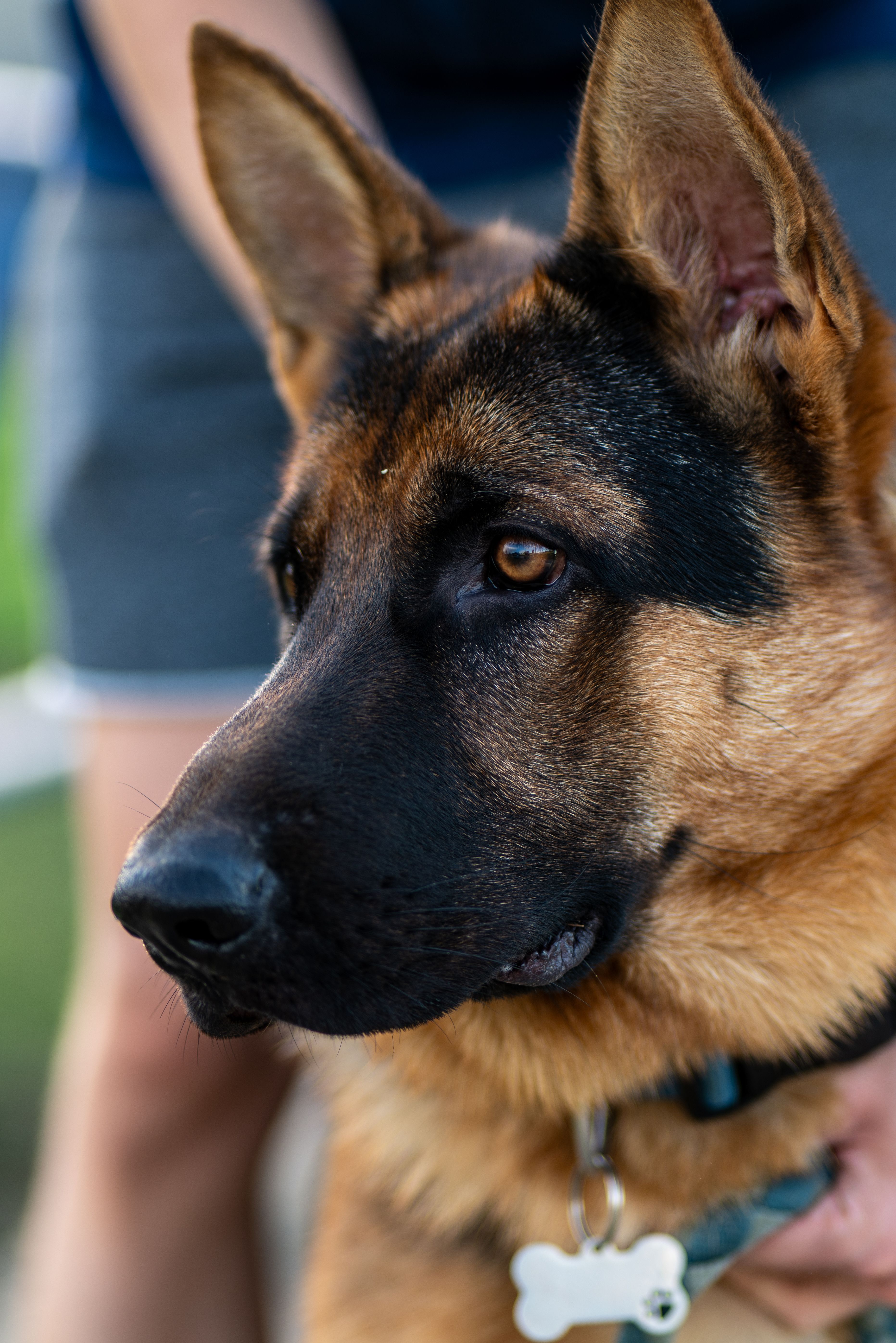 Close-up of Alert German Shepherd Dog Outdoors · Free Stock Photo