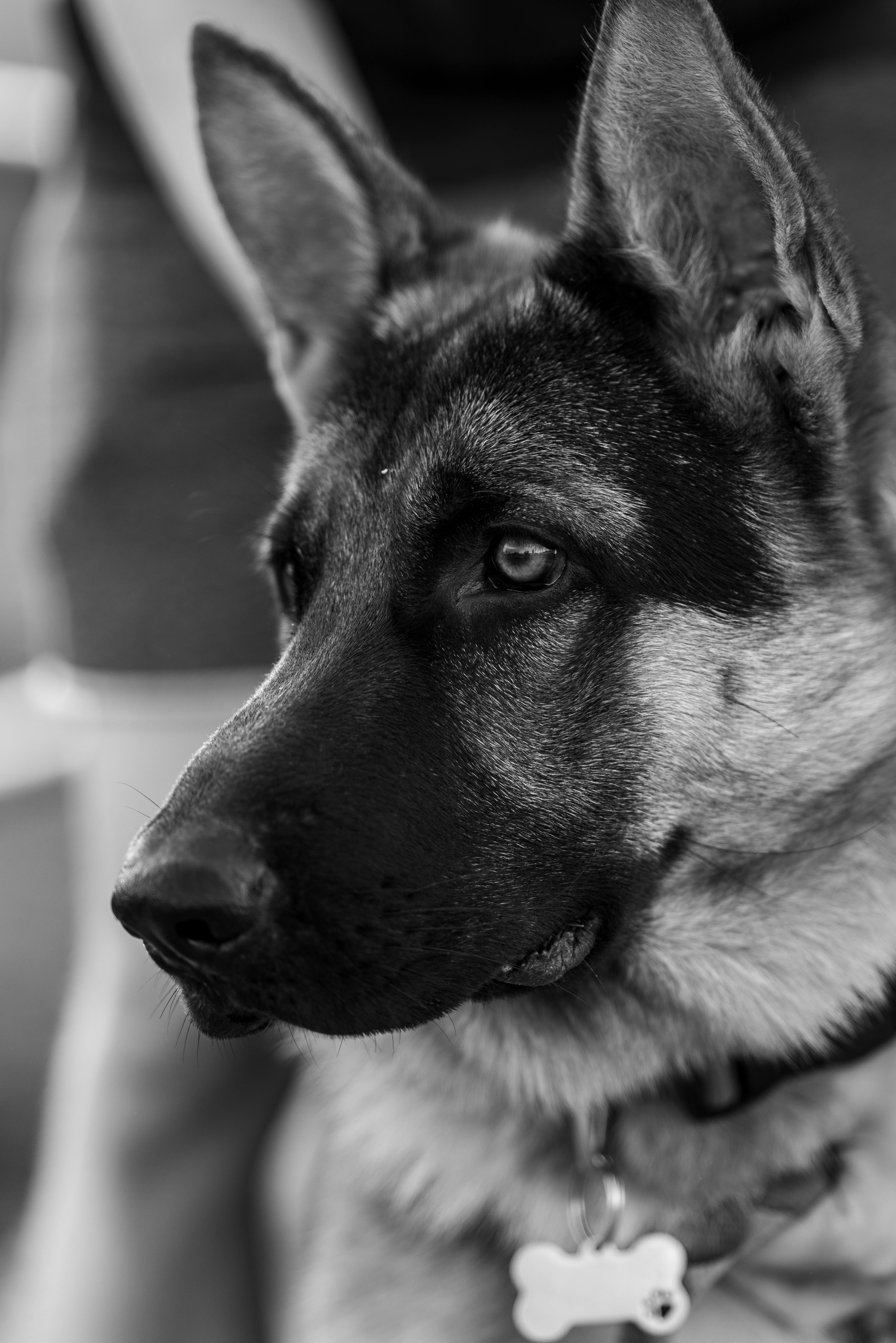 Dog Statistics Photos, Download The BEST Free Dog Statistics Stock ...