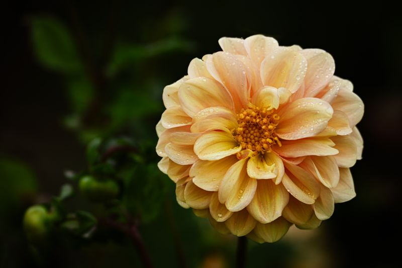 Fall Flower Screen Saver Photos, Download The BEST Free Fall Flower ...