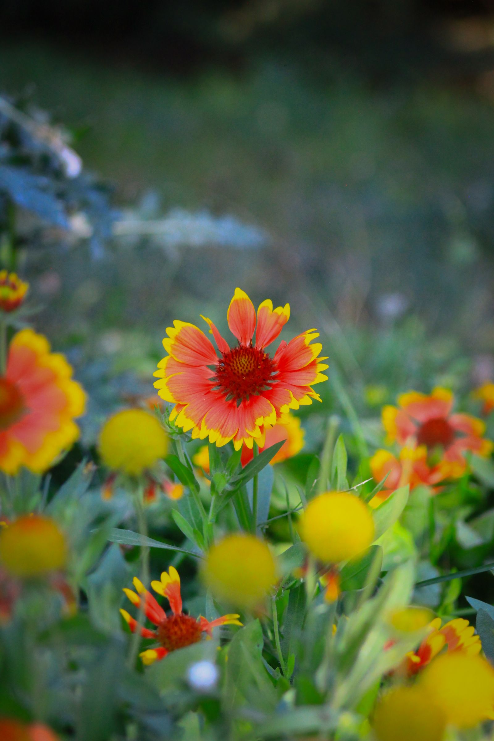 Blooming Flowers Photos, Download The BEST Free Blooming Flowers Stock ...
