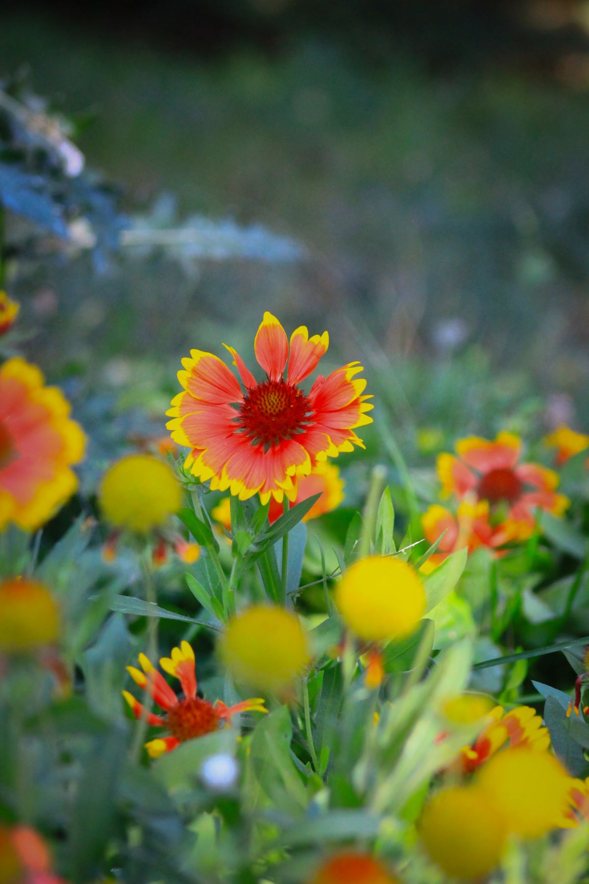 Summer Flowers Photos, Download The BEST Free Summer Flowers Stock ...