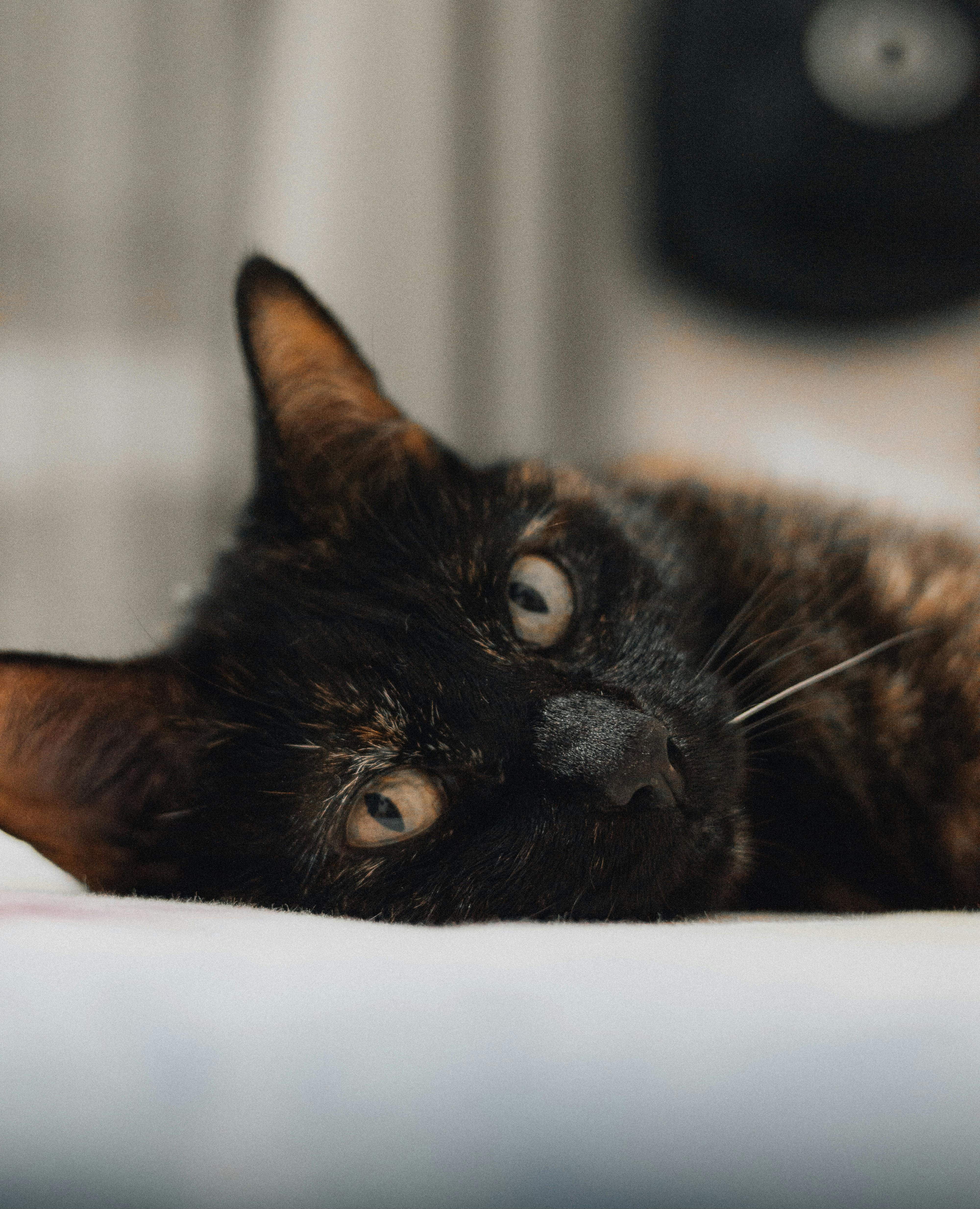 Sigma Cats Photos, Download The BEST Free Sigma Cats Stock Photos & HD ...