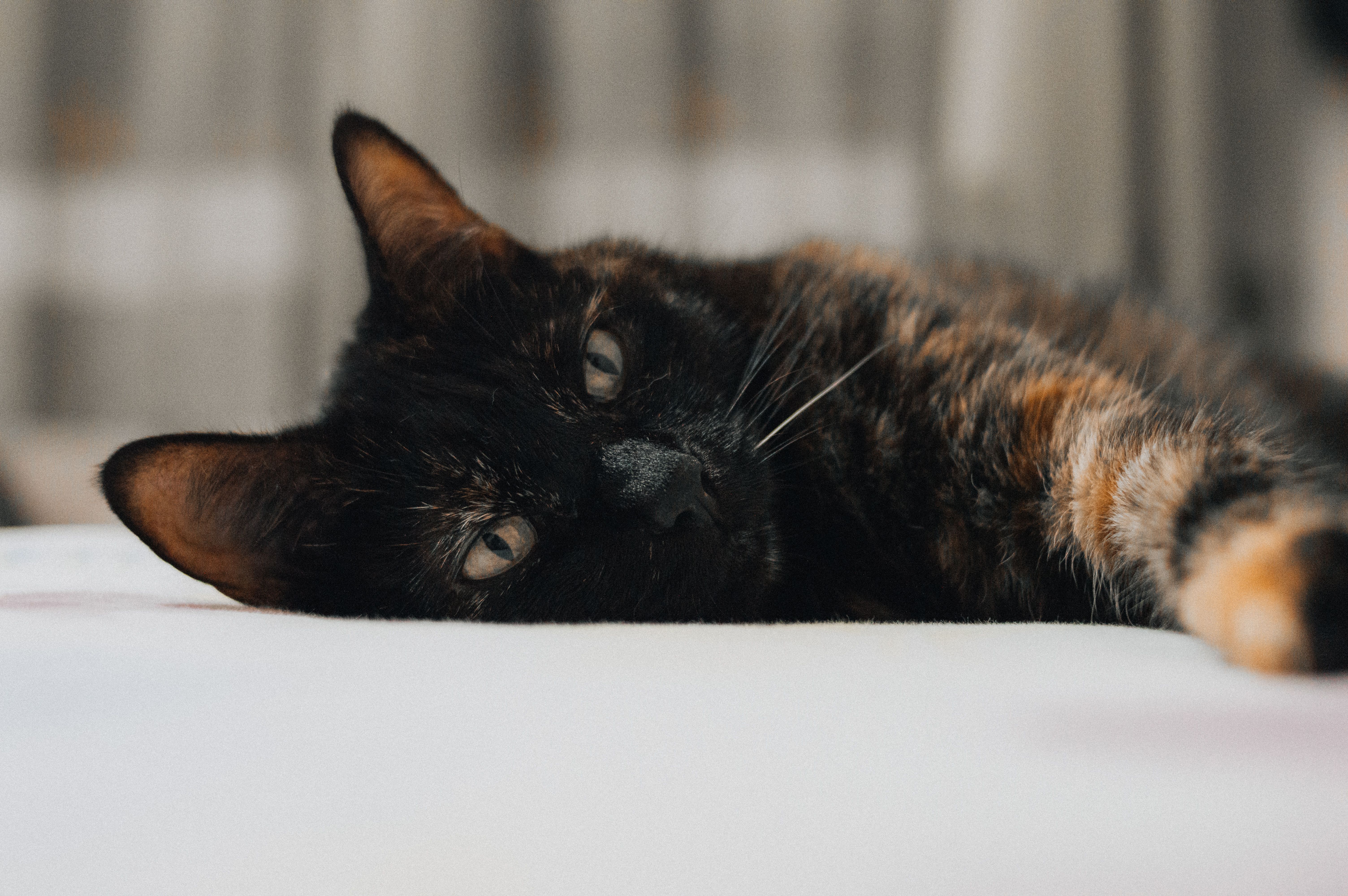 Close-up of a Relaxed Tortoiseshell Cat Indoors · Free Stock Photo