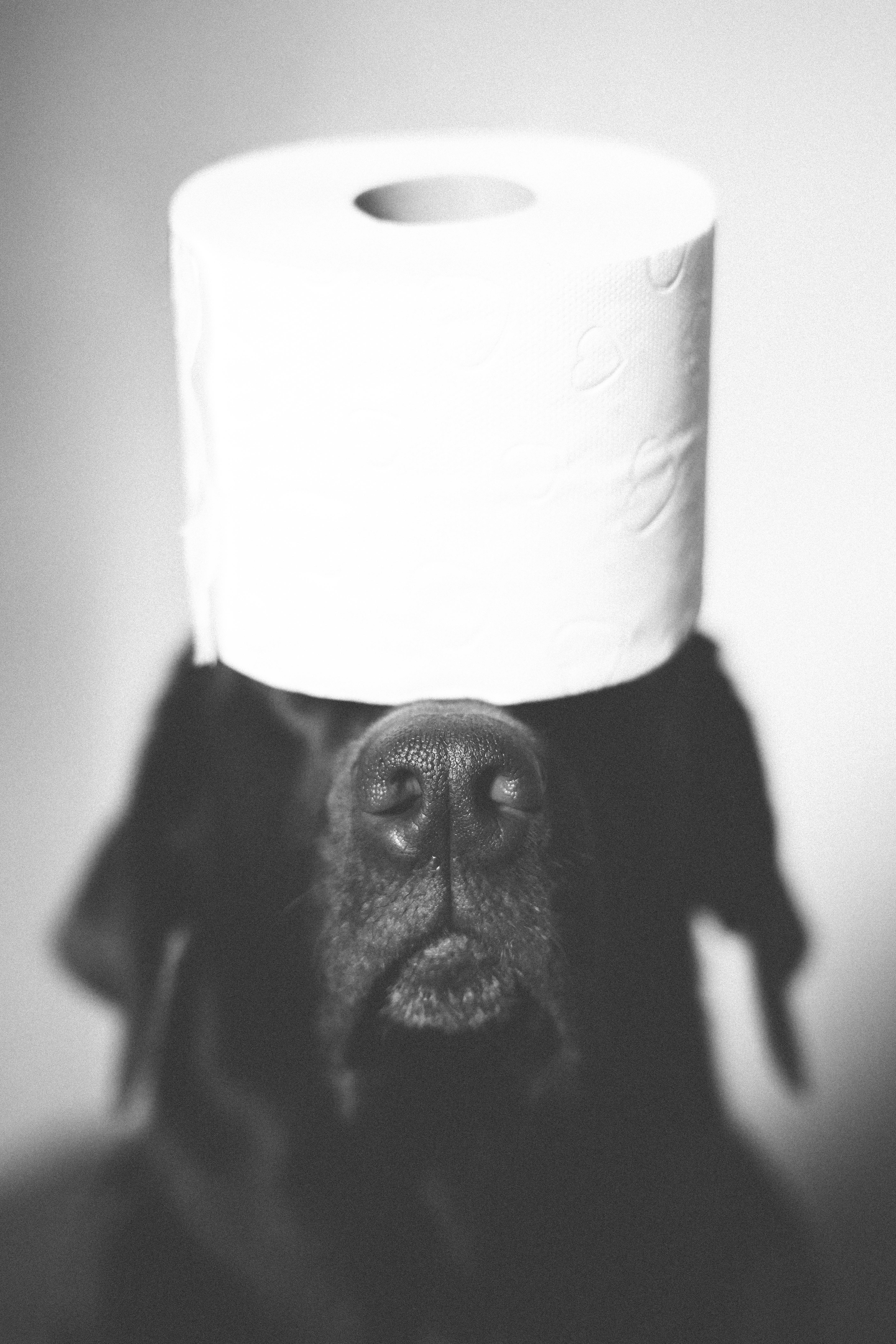 Black Labrador with Toilet Paper Hat in Black and White · Free Stock Photo