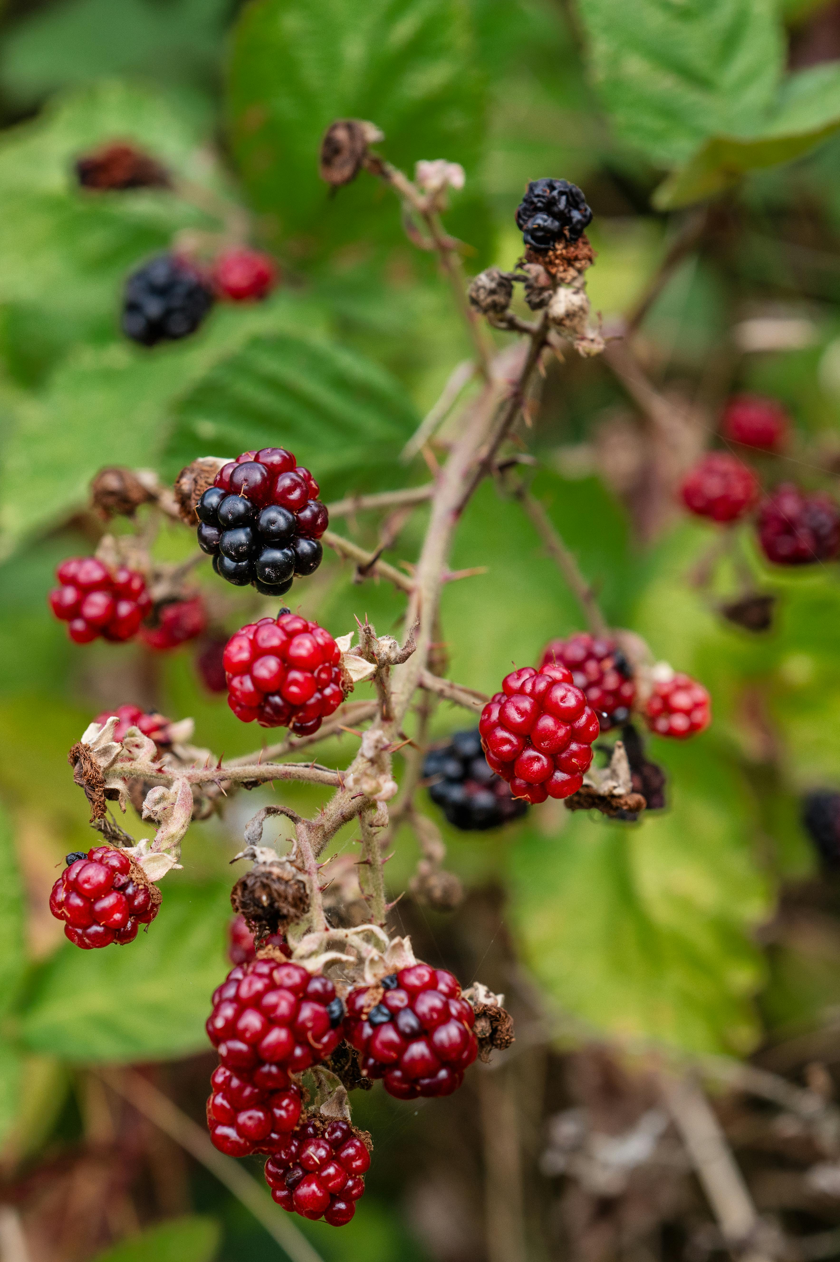 Border+Buwan+Ng+Wika+Background Photos, Download The BEST Free Border ...