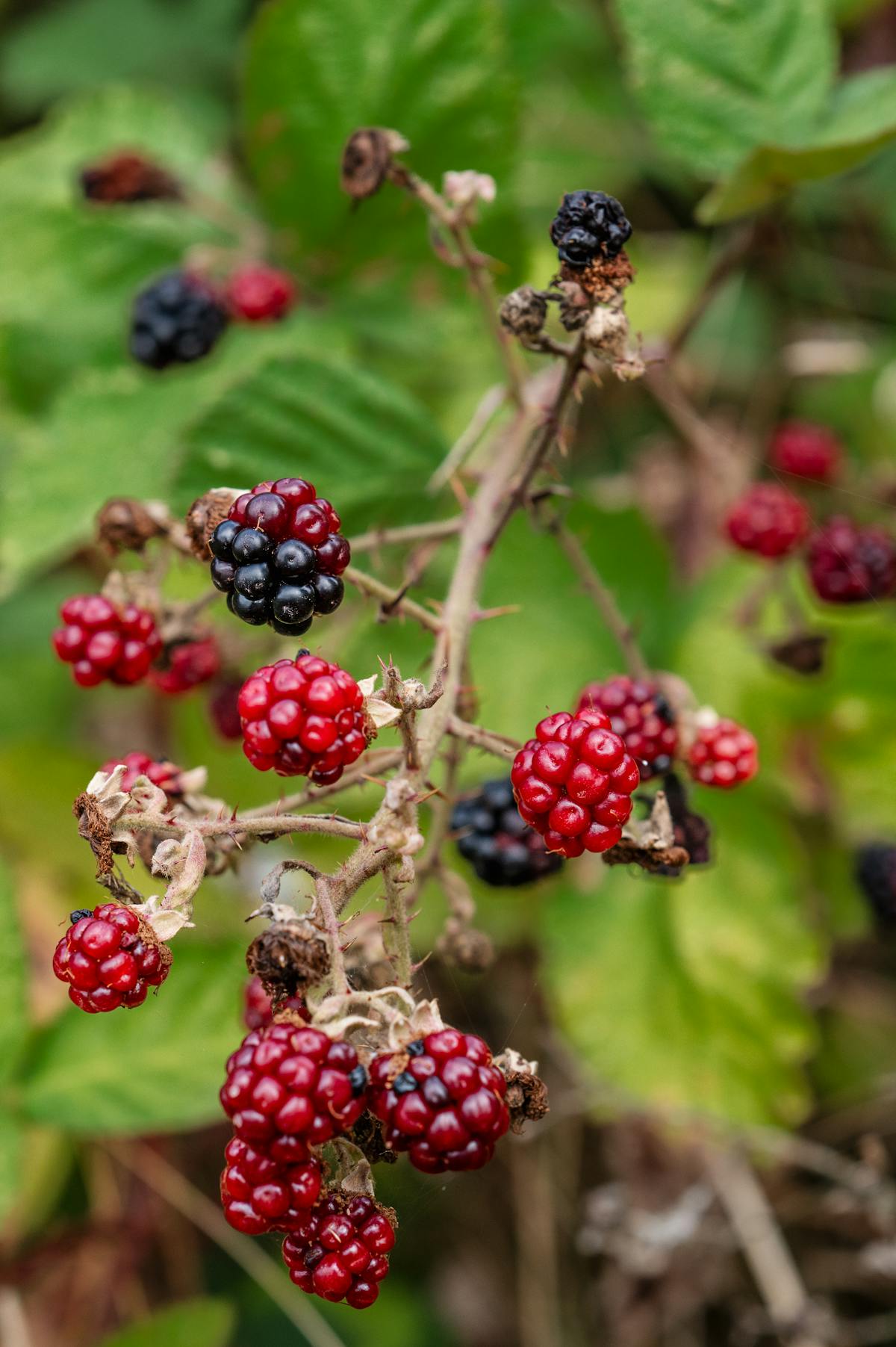 Background Nature Photos, Download The BEST Free Background Nature ...