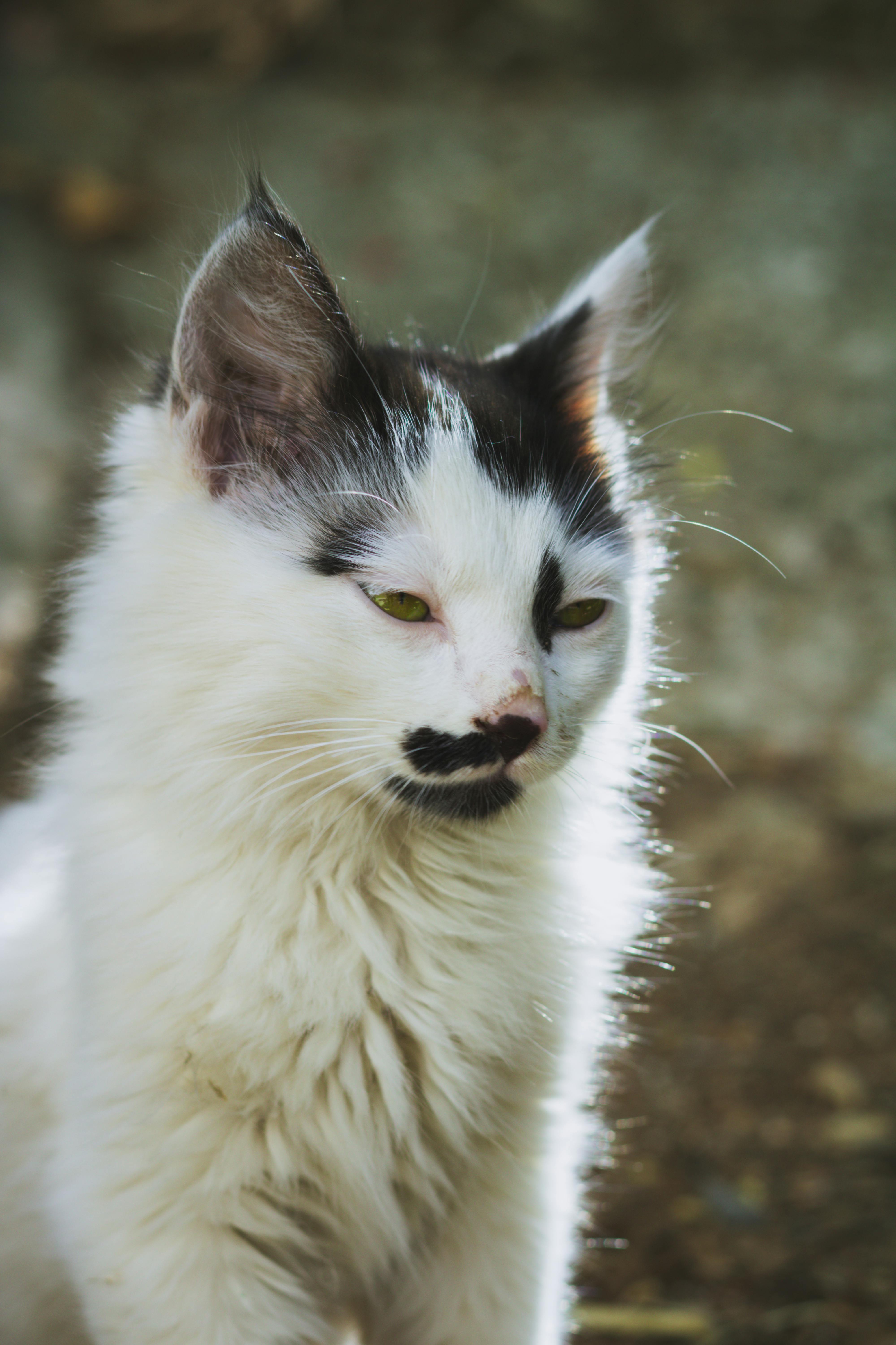 Cat Jpg Photos, Download The BEST Free Cat Jpg Stock Photos & HD Images