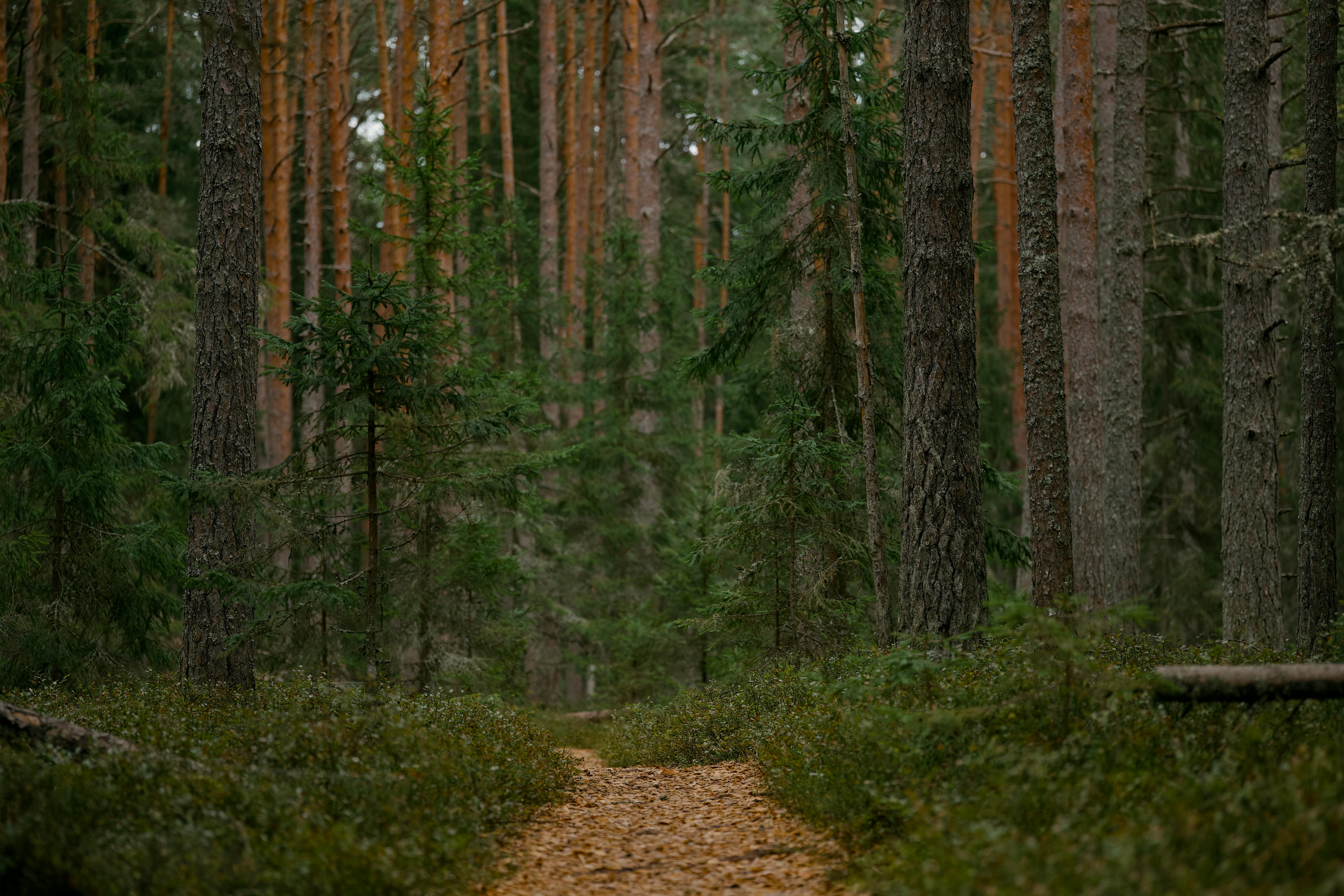 Forest Ecosystem Photos, Download The BEST Free Forest Ecosystem Stock ...