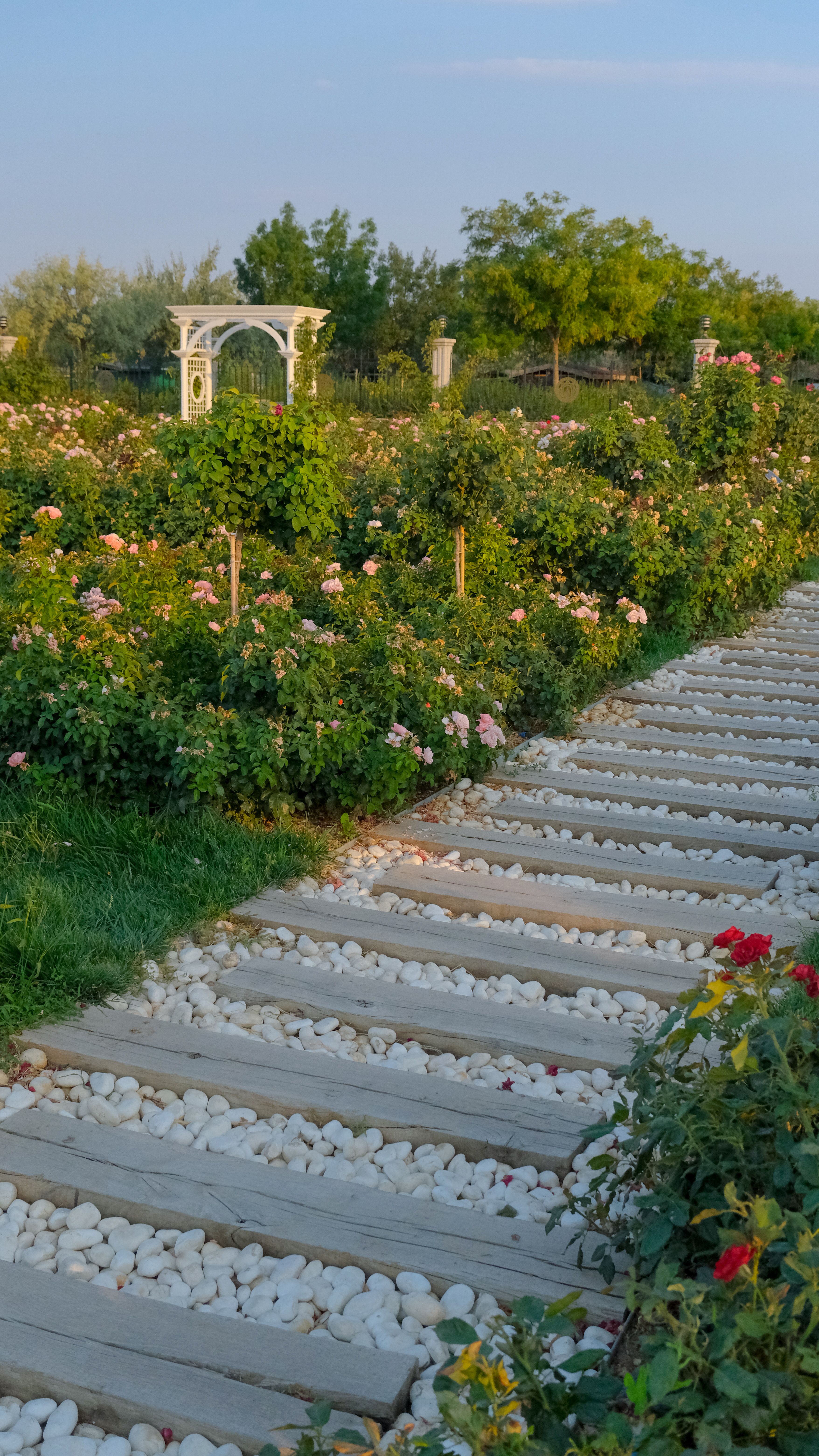 Picturesque Rose Garden Pathway in Konya · Free Stock Photo