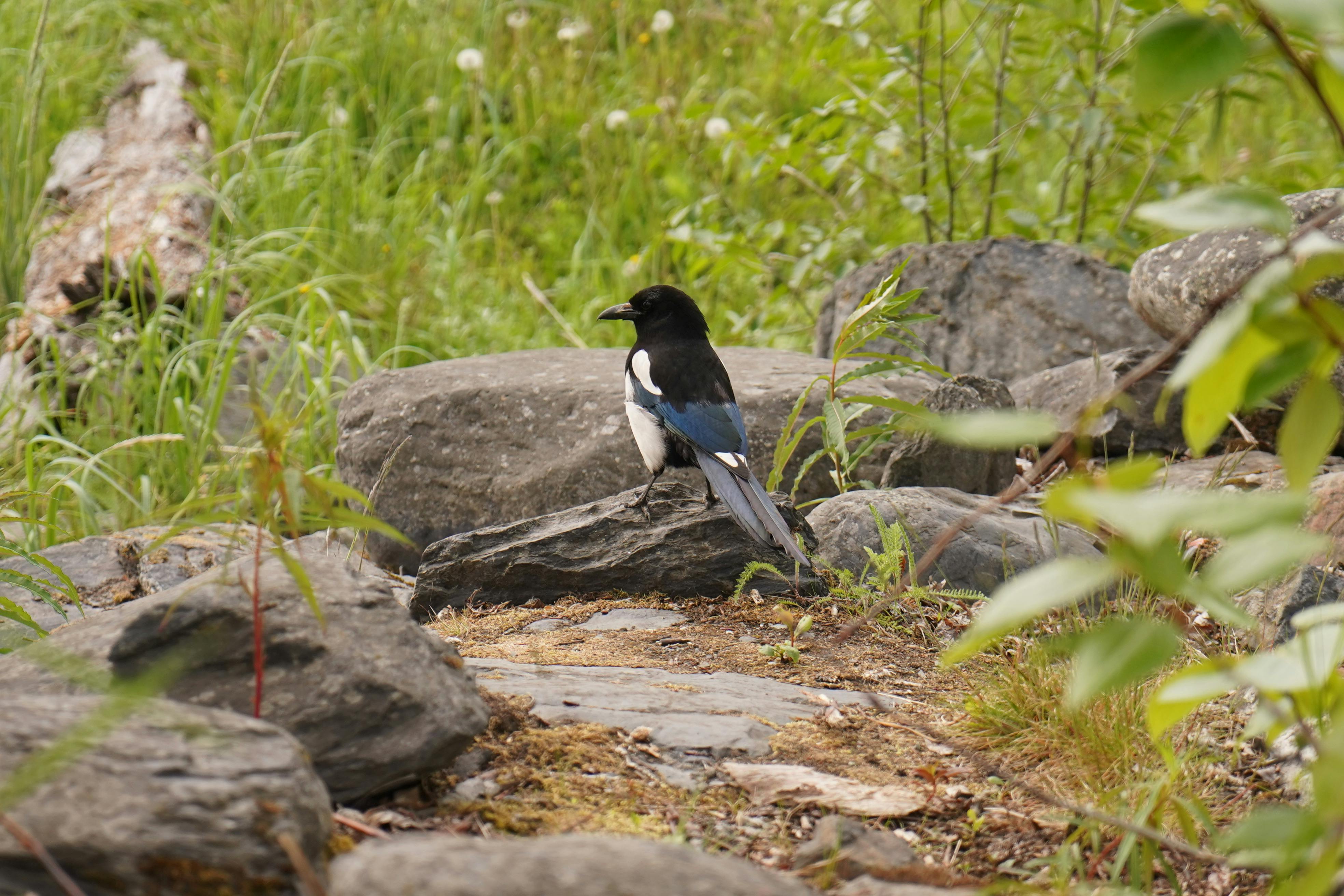 Magpie Photos, Download The BEST Free Magpie Stock Photos & HD Images
