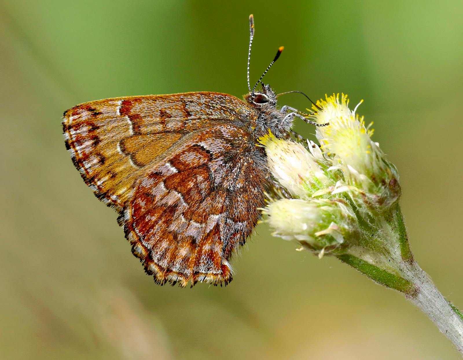 Scroller+Butterfly+Wings Photos, Download The BEST Free Scroller ...