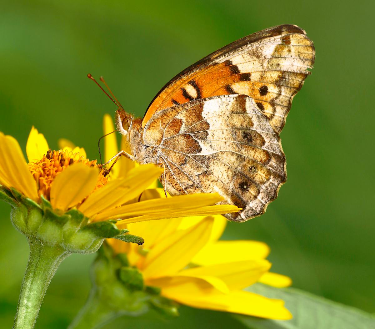 Scroller+Butterfly+Wings Photos, Download The BEST Free Scroller ...