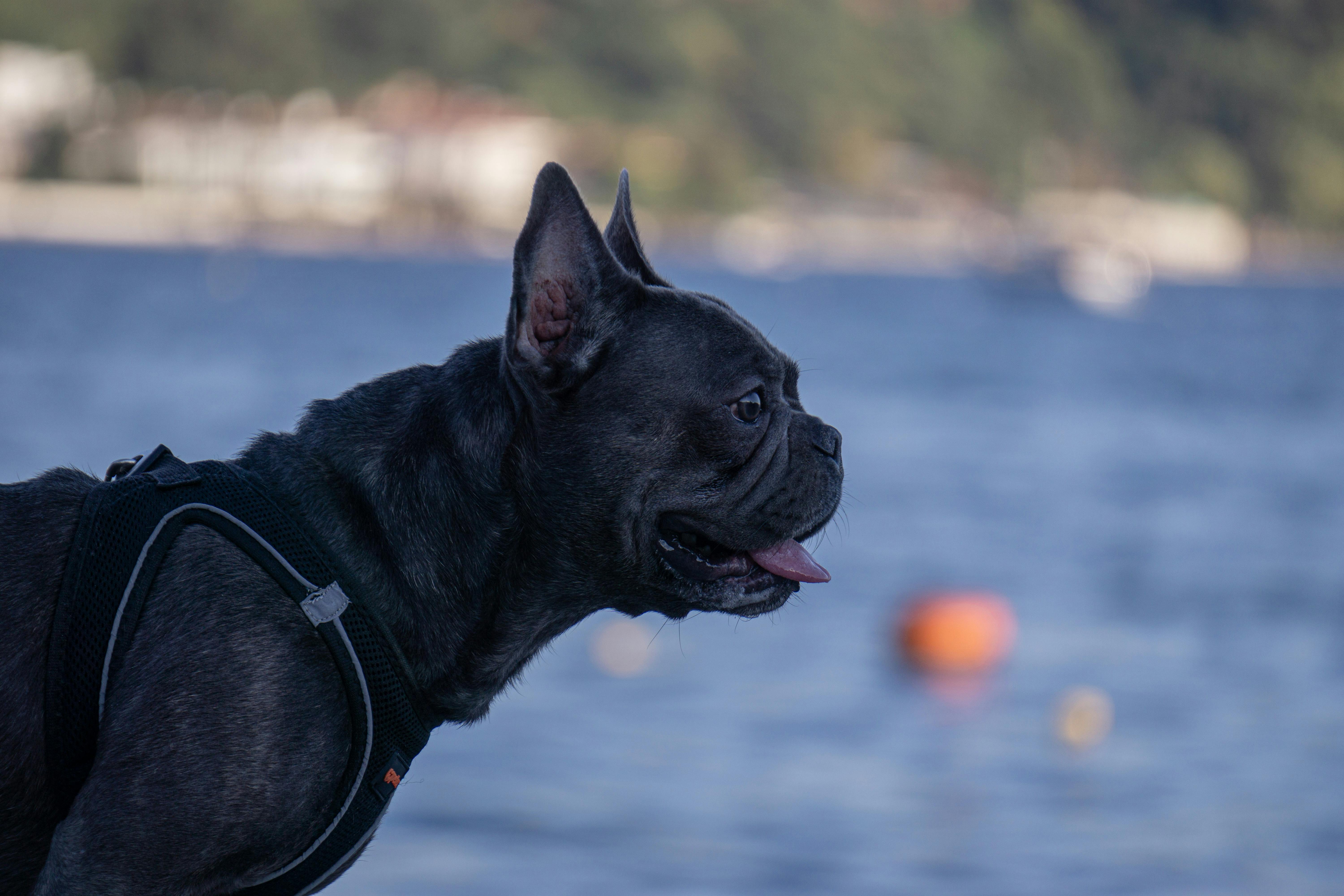 Black Scary Dog Photos, Download The BEST Free Black Scary Dog Stock ...