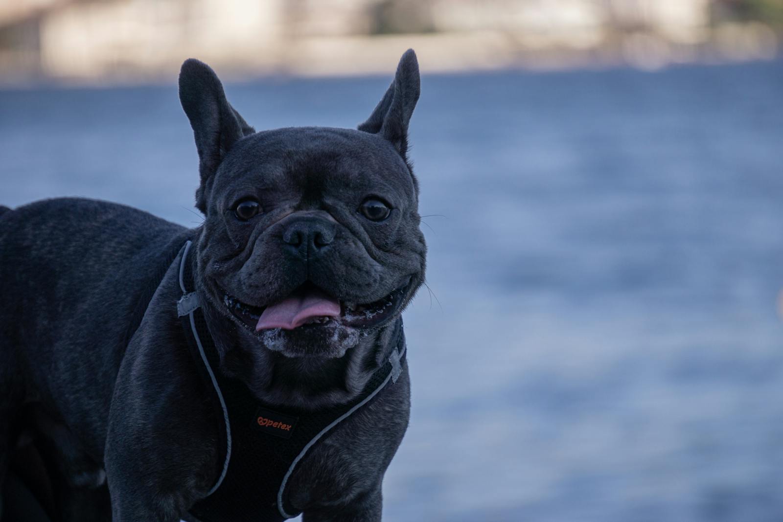 Dog Frenchie Photos, Download The BEST Free Dog Frenchie Stock Photos ...
