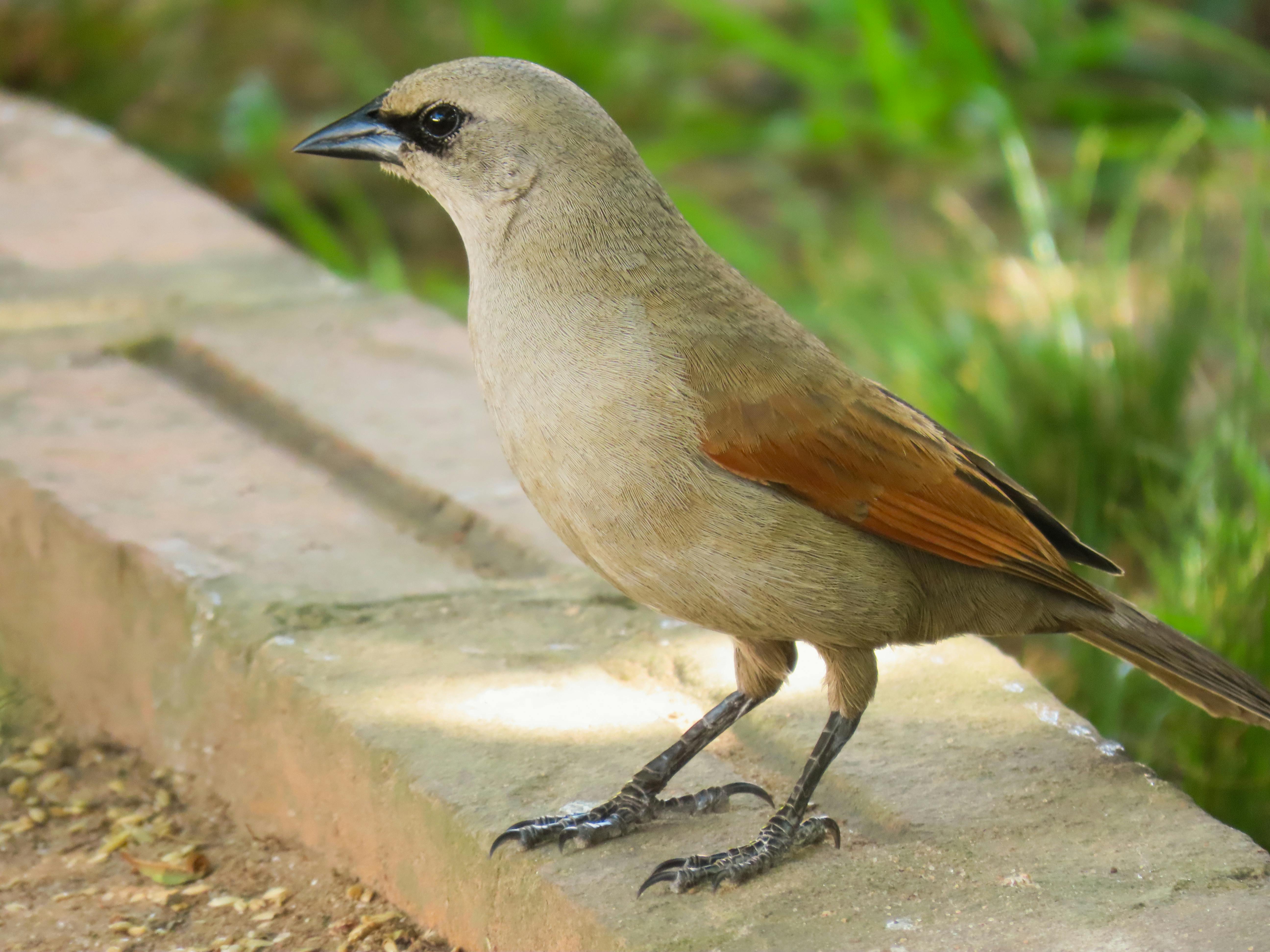 Capal Photo Photos, Download The BEST Free Capal Photo Stock Photos ...