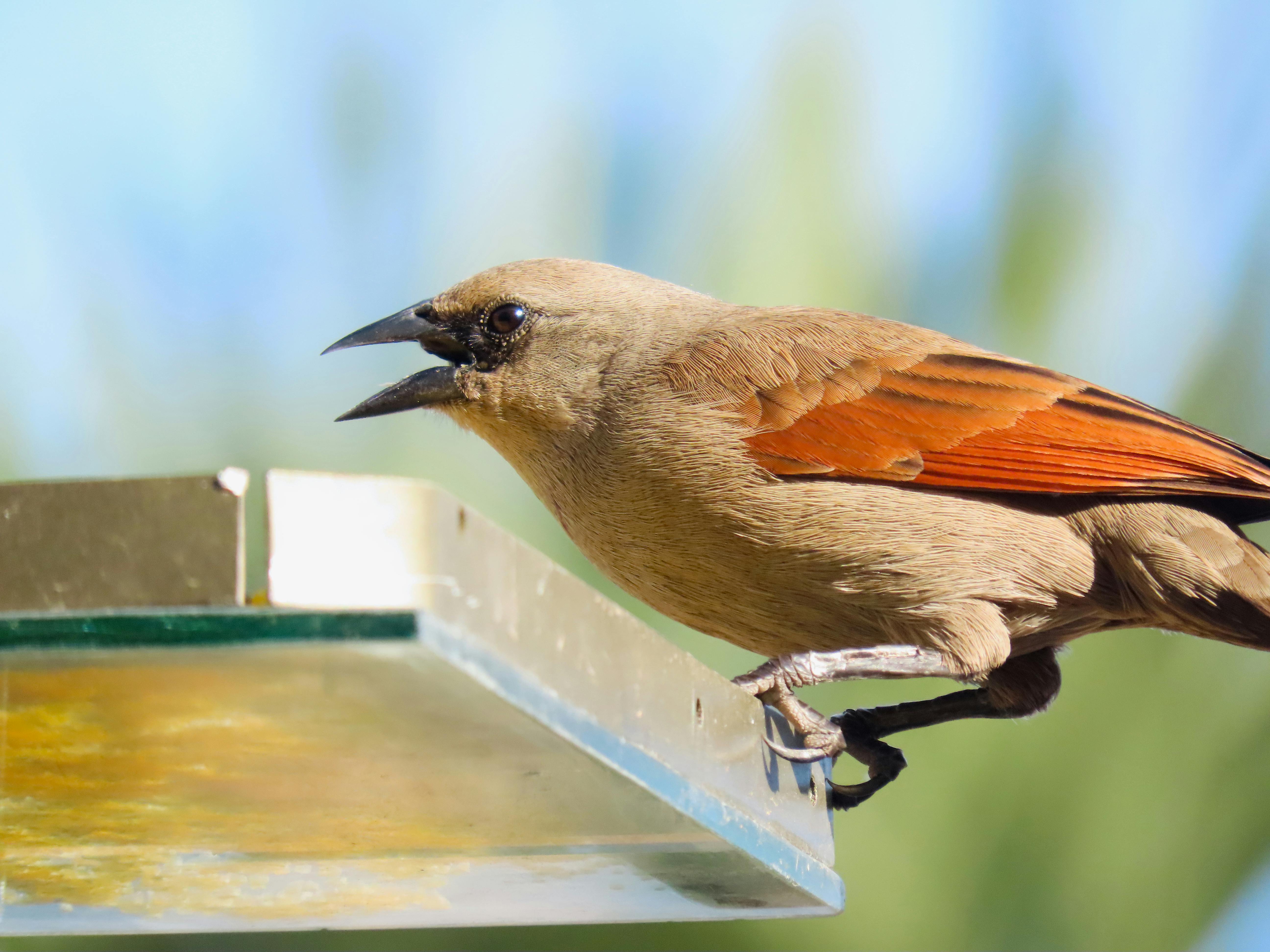 Capal Photo Photos, Download The BEST Free Capal Photo Stock Photos ...