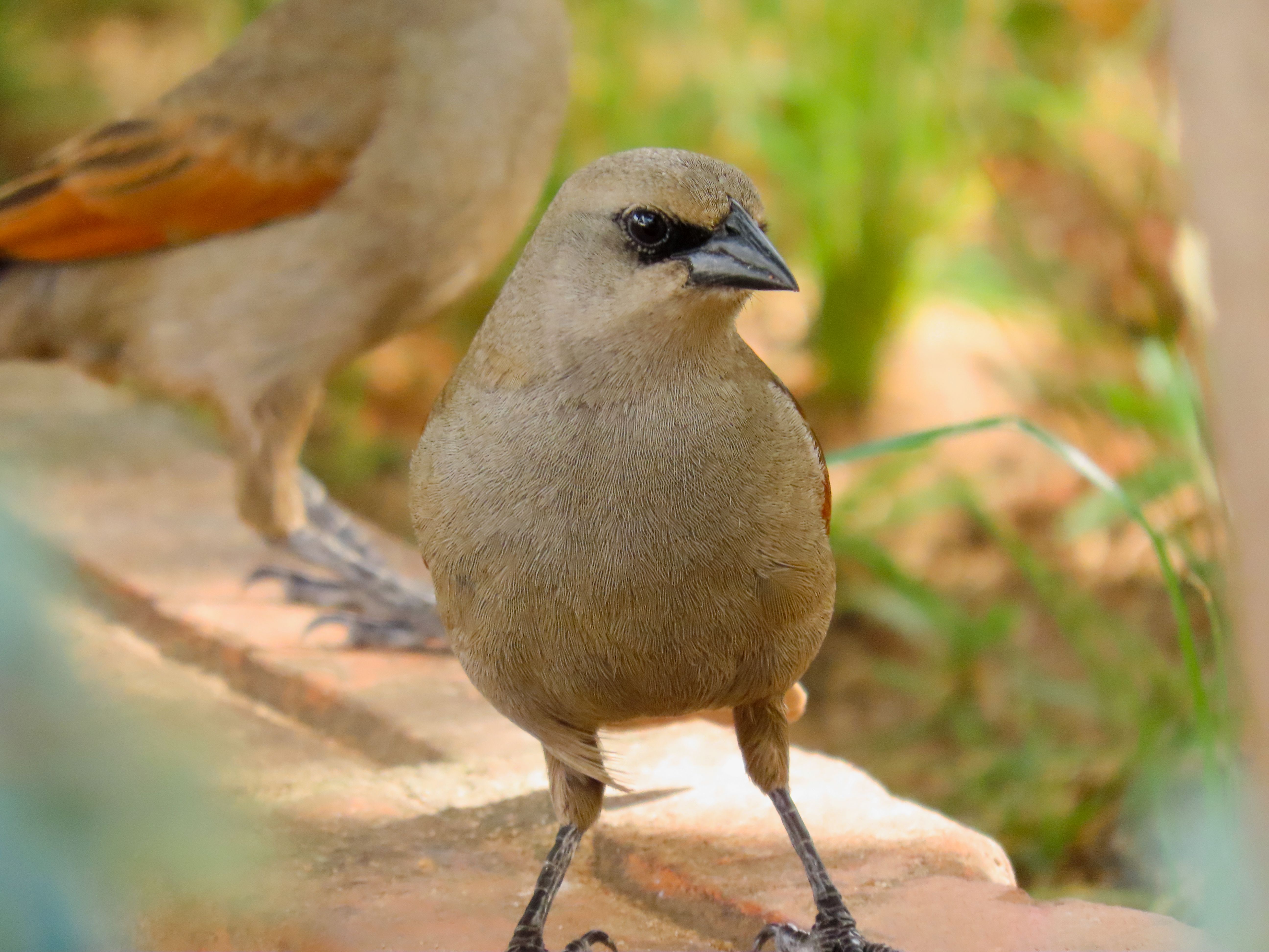 Wild Bird Close-up in Santa Maria, Brazil · Free Stock Photo