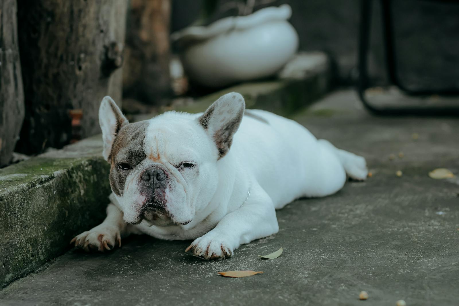 Pet Care Photos, Download The BEST Free Pet Care Stock Photos & HD Images