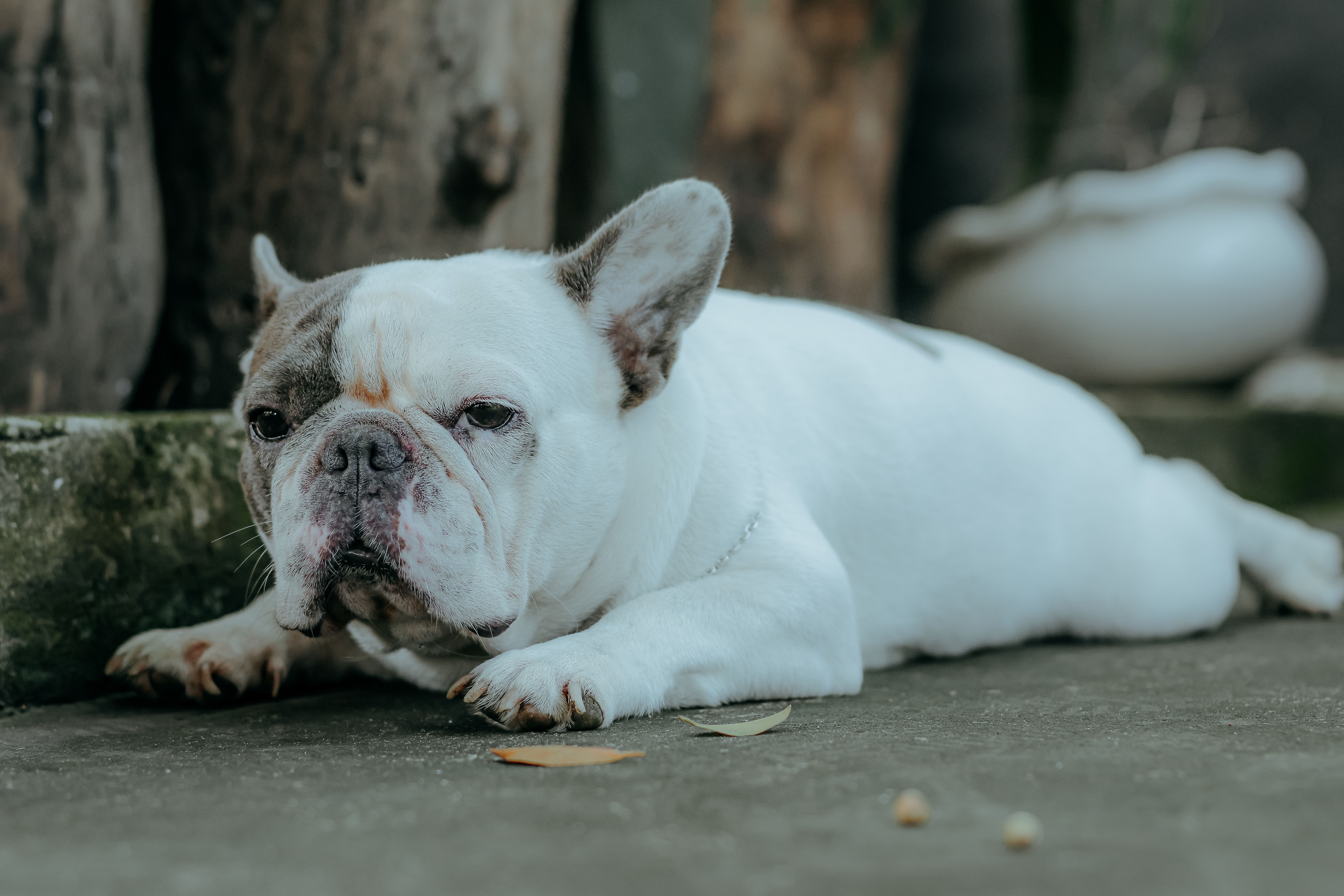 Relaxed French Bulldog Lying Outdoors · Free Stock Photo