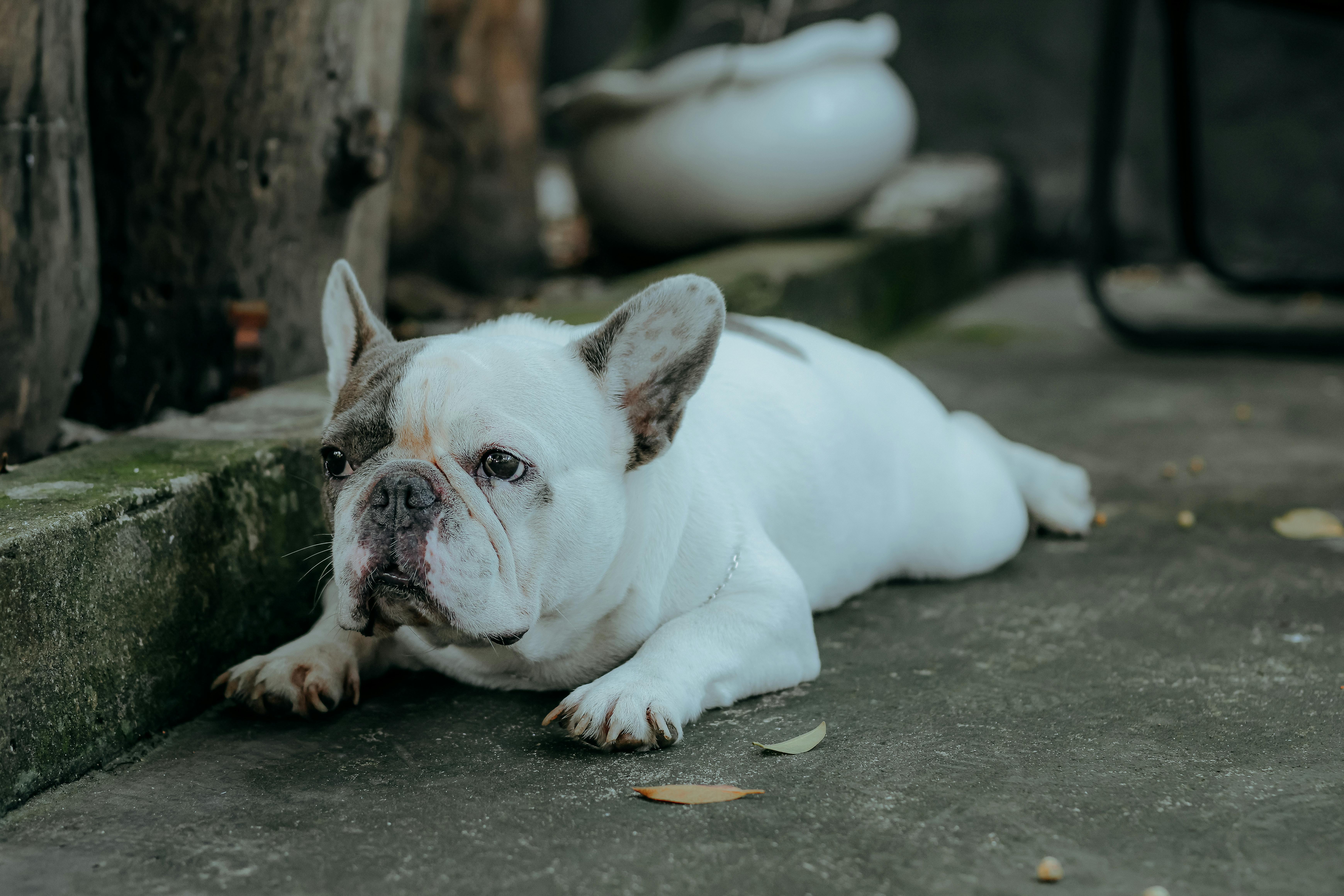 Dog Frenchie Photos, Download The BEST Free Dog Frenchie Stock Photos ...