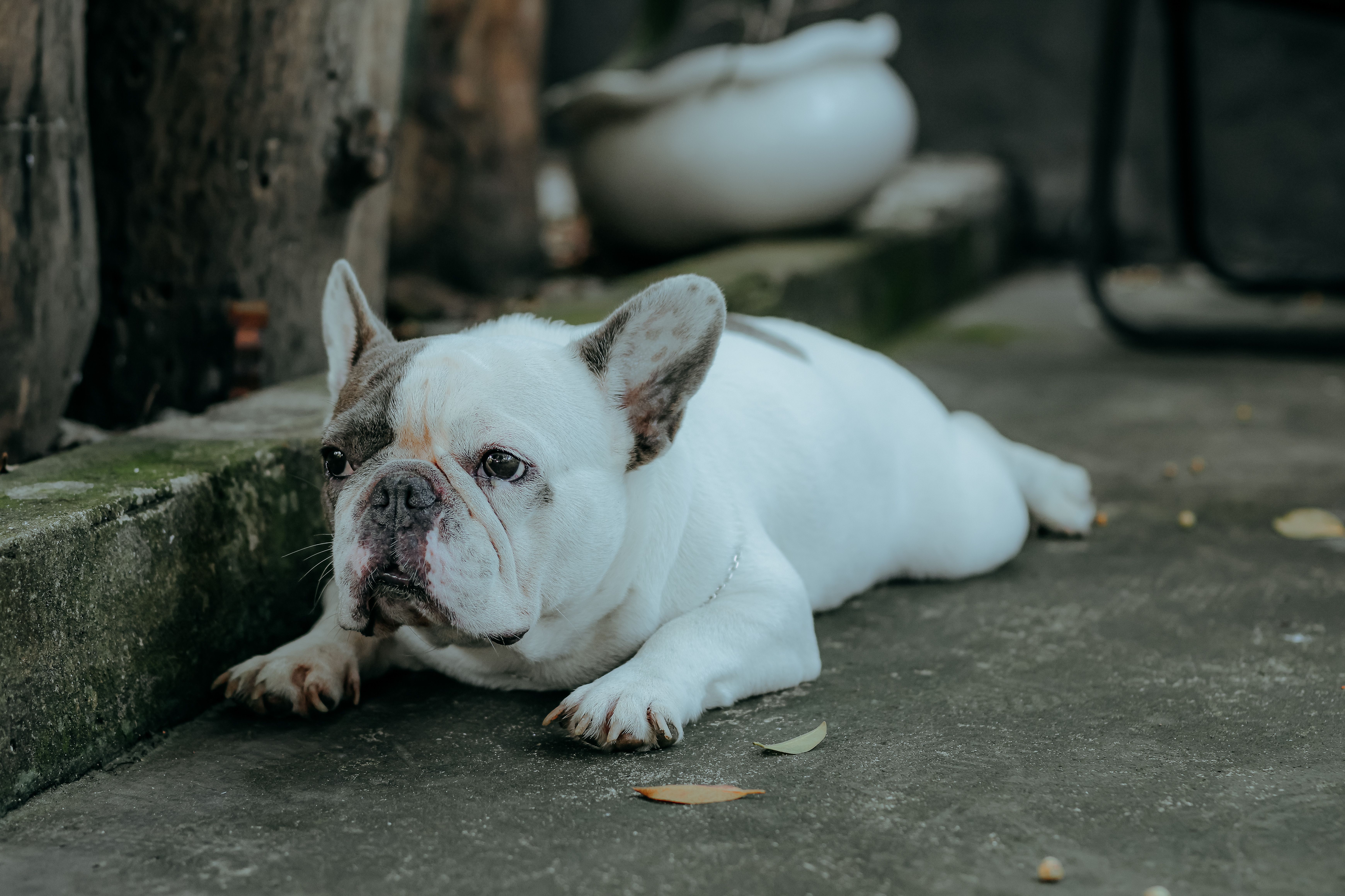 Relaxed French Bulldog on Concrete Outdoors · Free Stock Photo