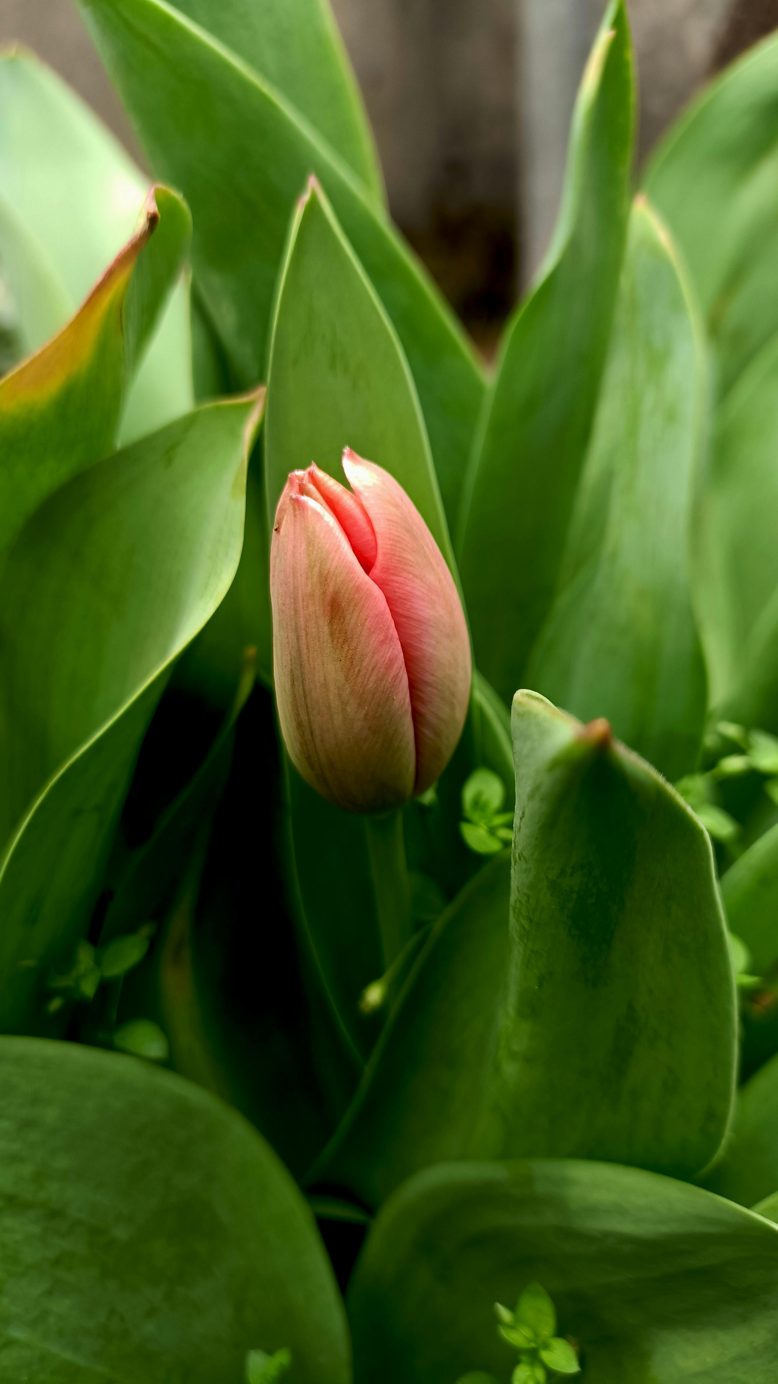 Shiny+Flower+Belinda+Bely Photos, Download The BEST Free Shiny+Flower ...