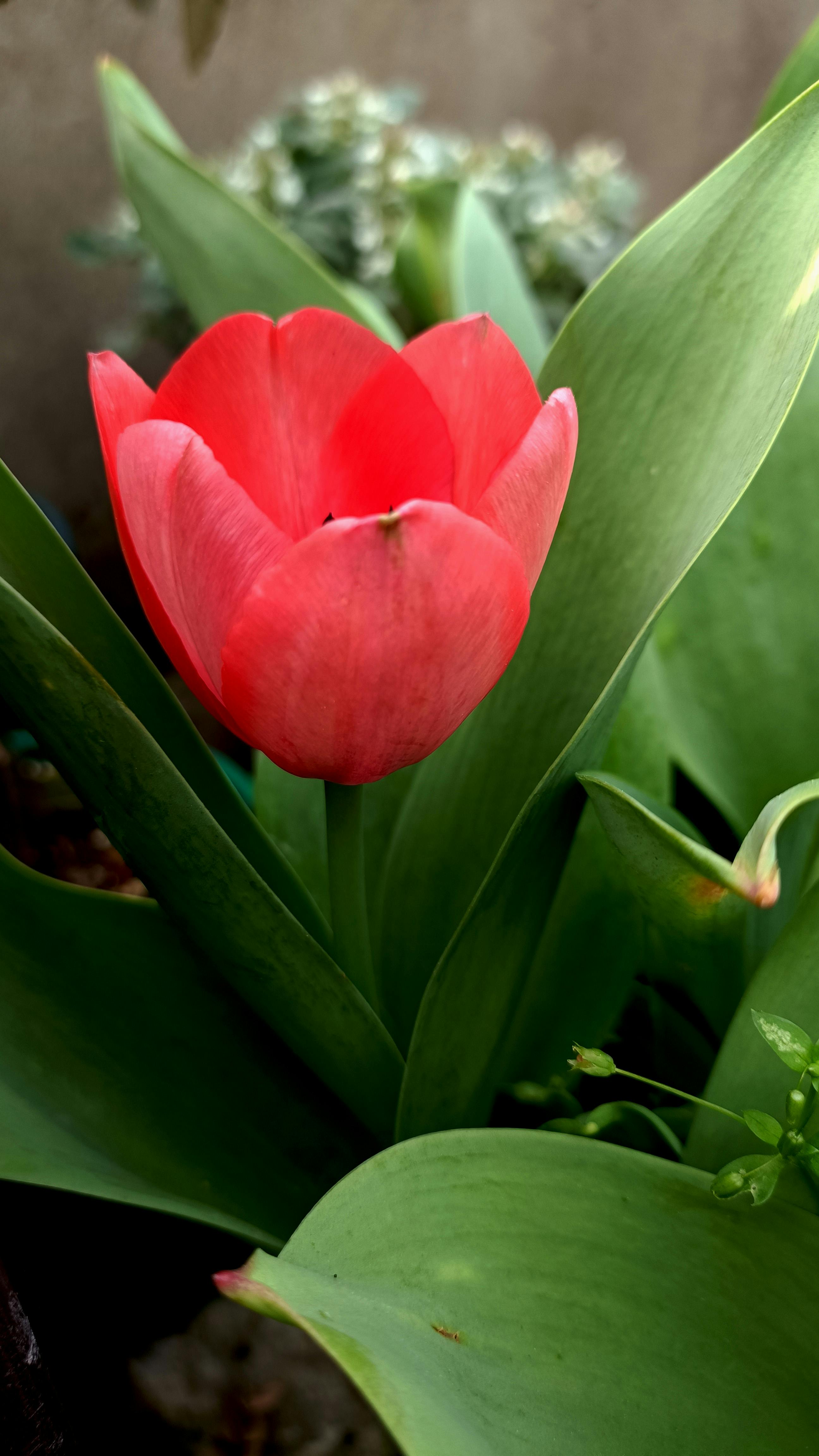 Shiny+Flower+Belinda+Bely Photos, Download The BEST Free Shiny+Flower ...