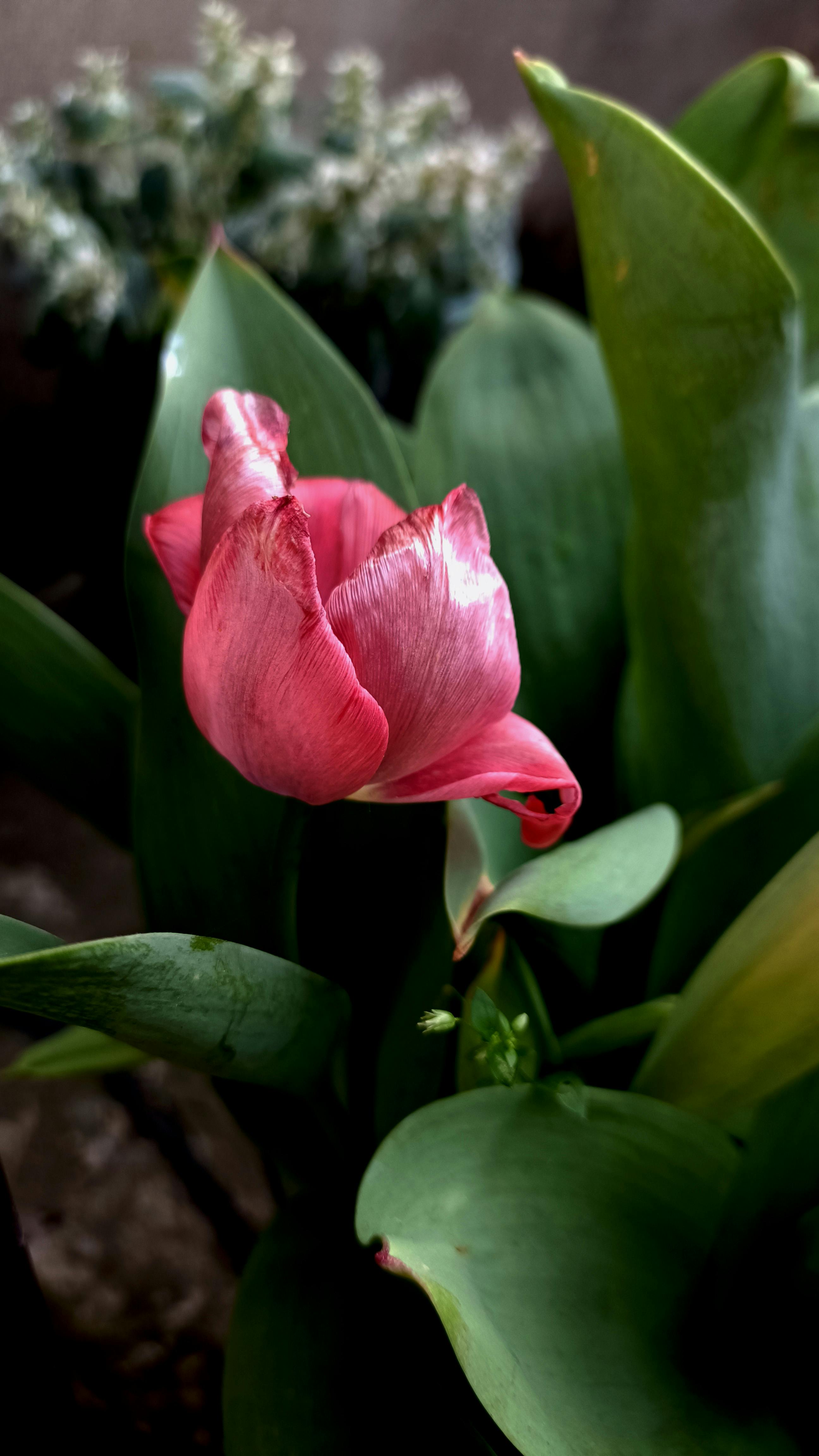 Shiny+Flower+Belinda+Bely Photos, Download The BEST Free Shiny+Flower+Belinda+Bely Stock Photos ...