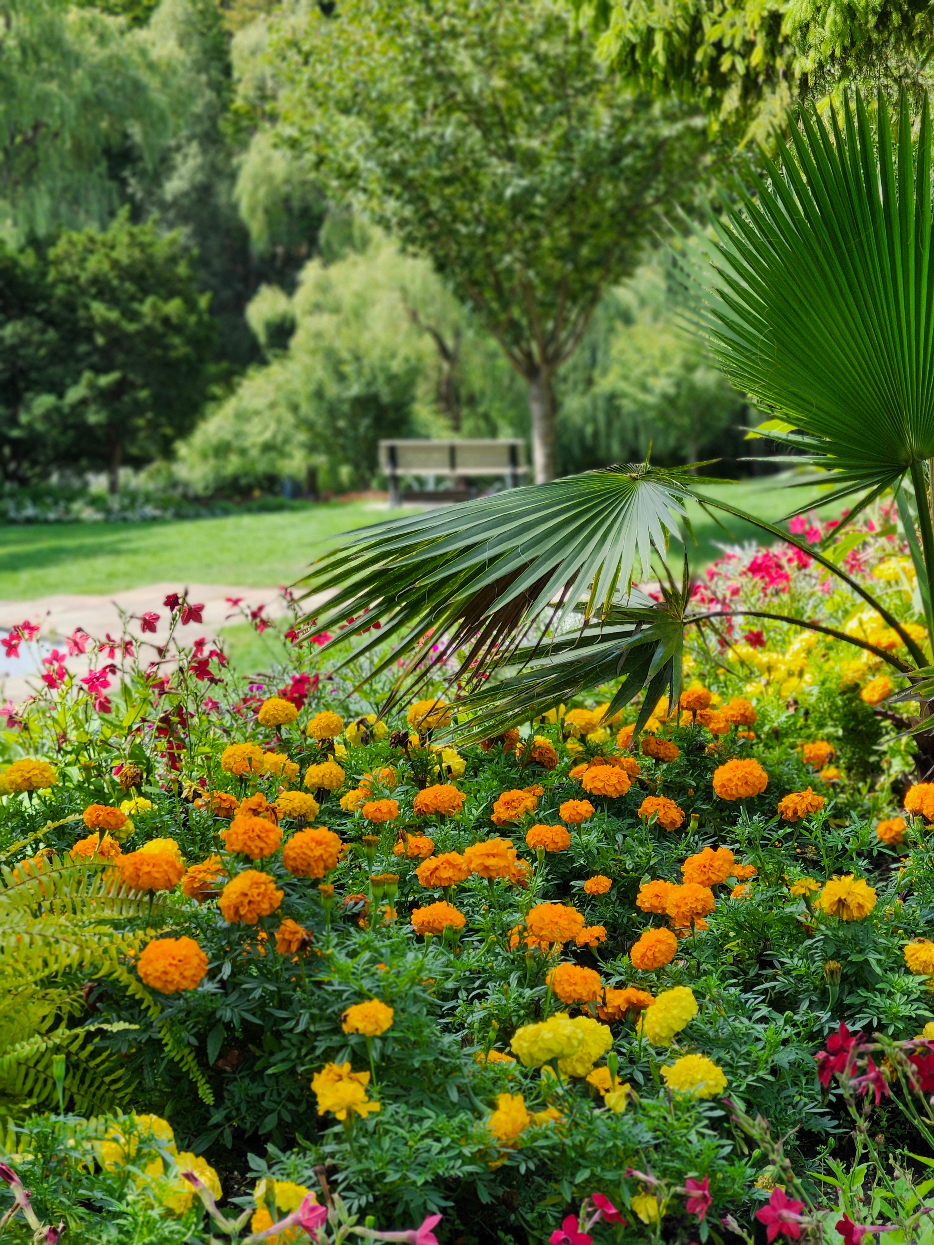 Vibrant Toronto Garden in Full Bloom · Free Stock Photo