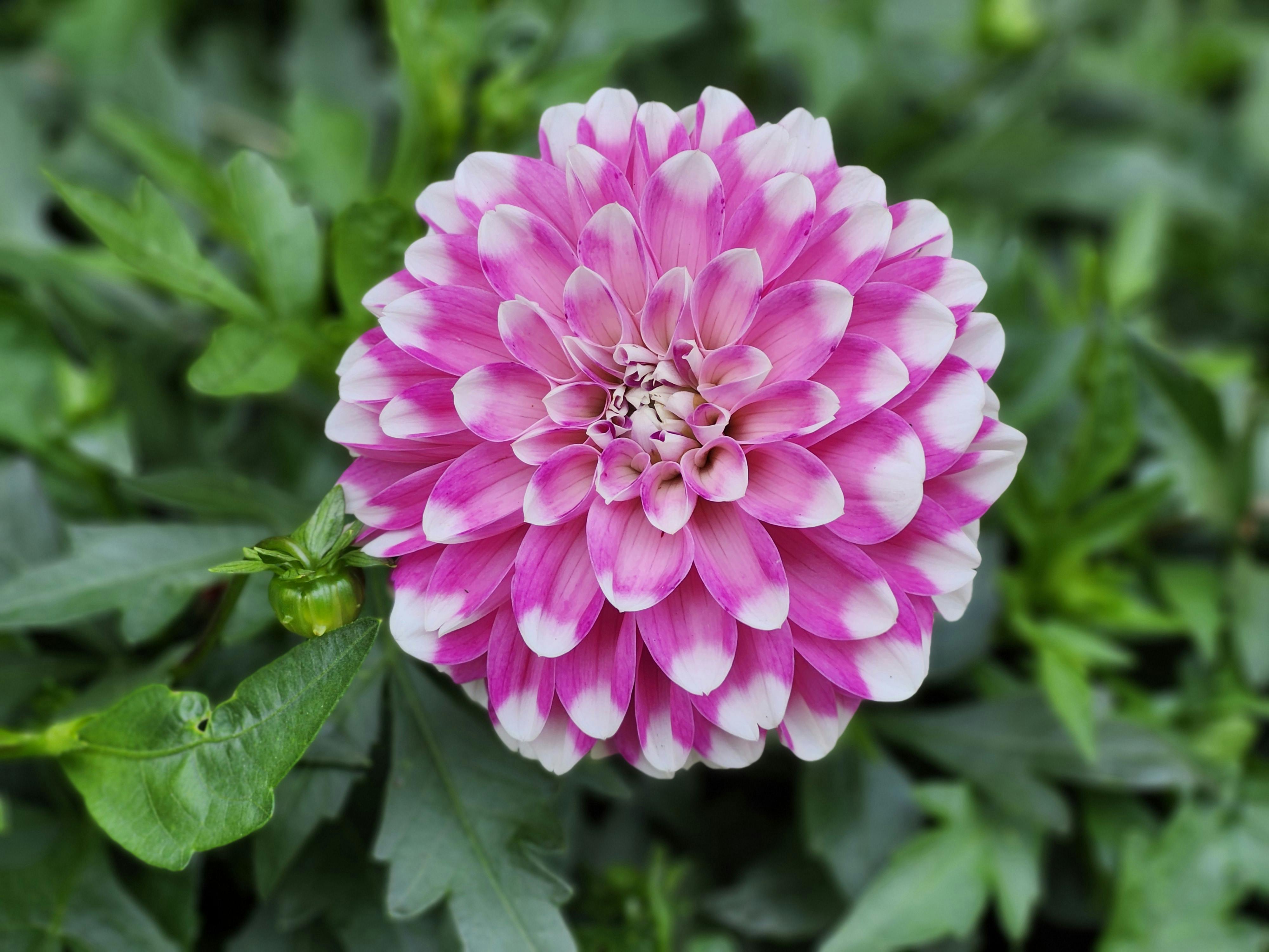 Flower Jpg Photos, Download The BEST Free Flower Jpg Stock Photos & HD ...