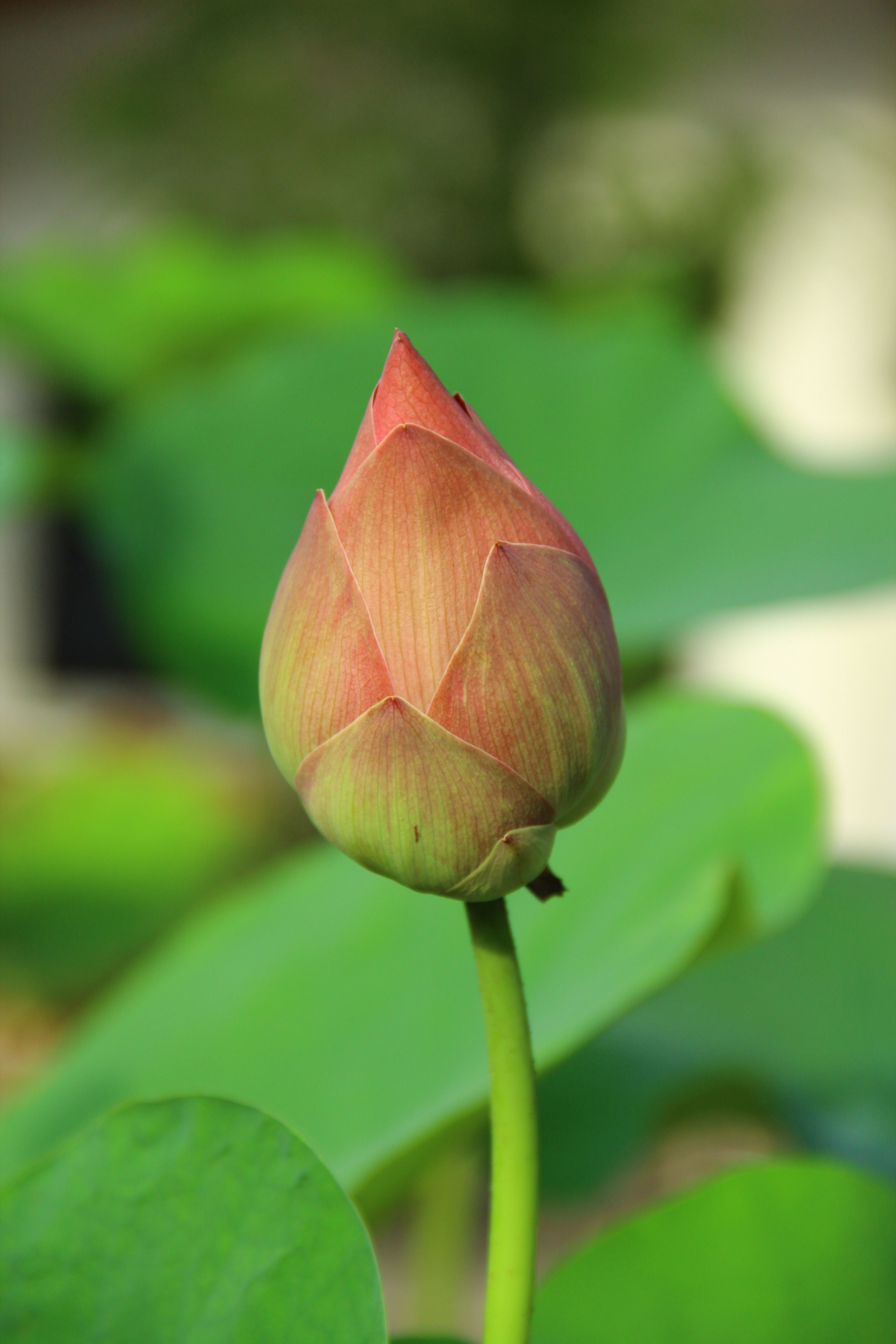 Close-up of a Lotus Bud in Natural Setting · Free Stock Photo