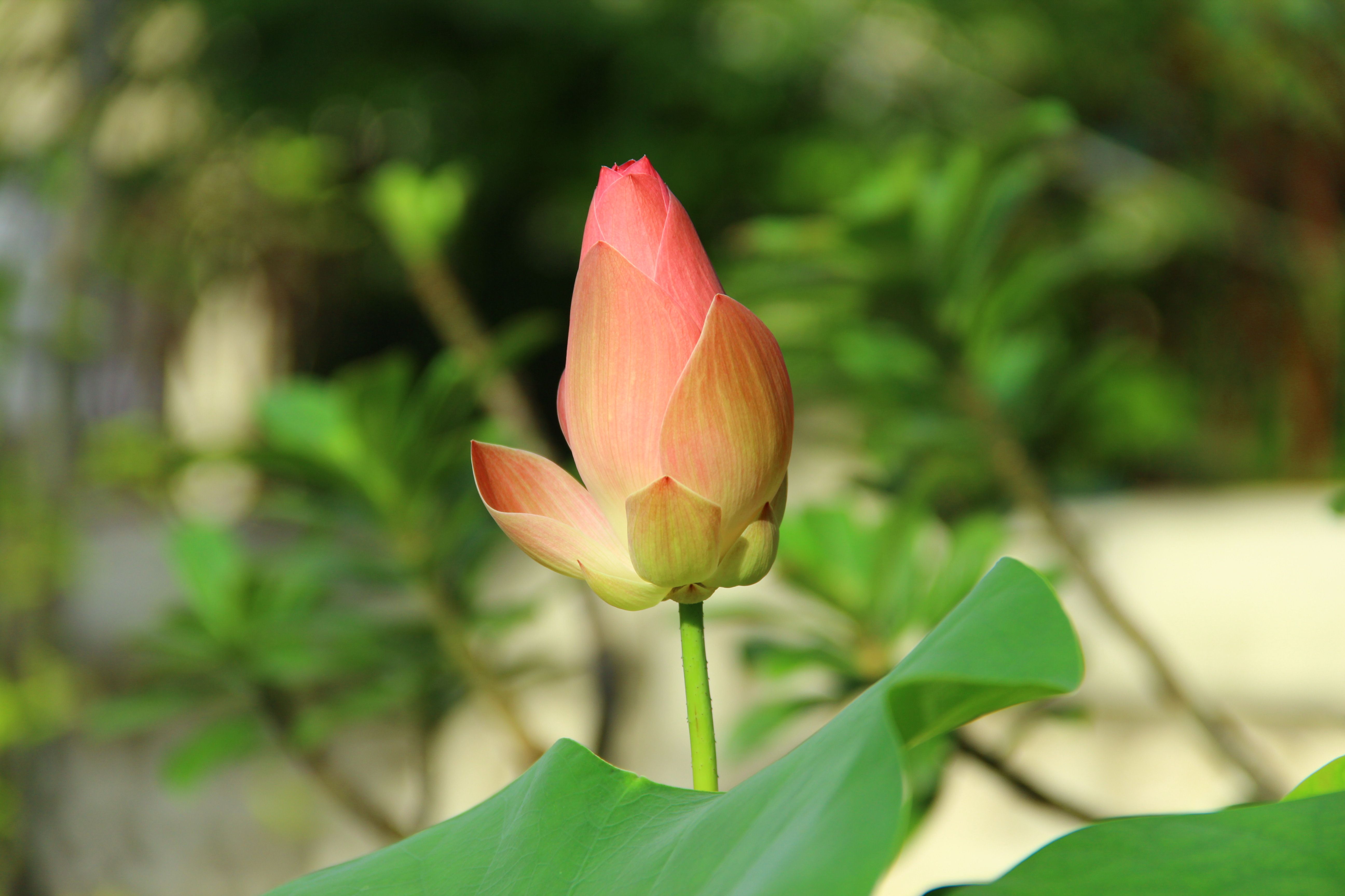 Non+Blurry+Computer+Wallpapers Photos, Download The BEST Free Non ...