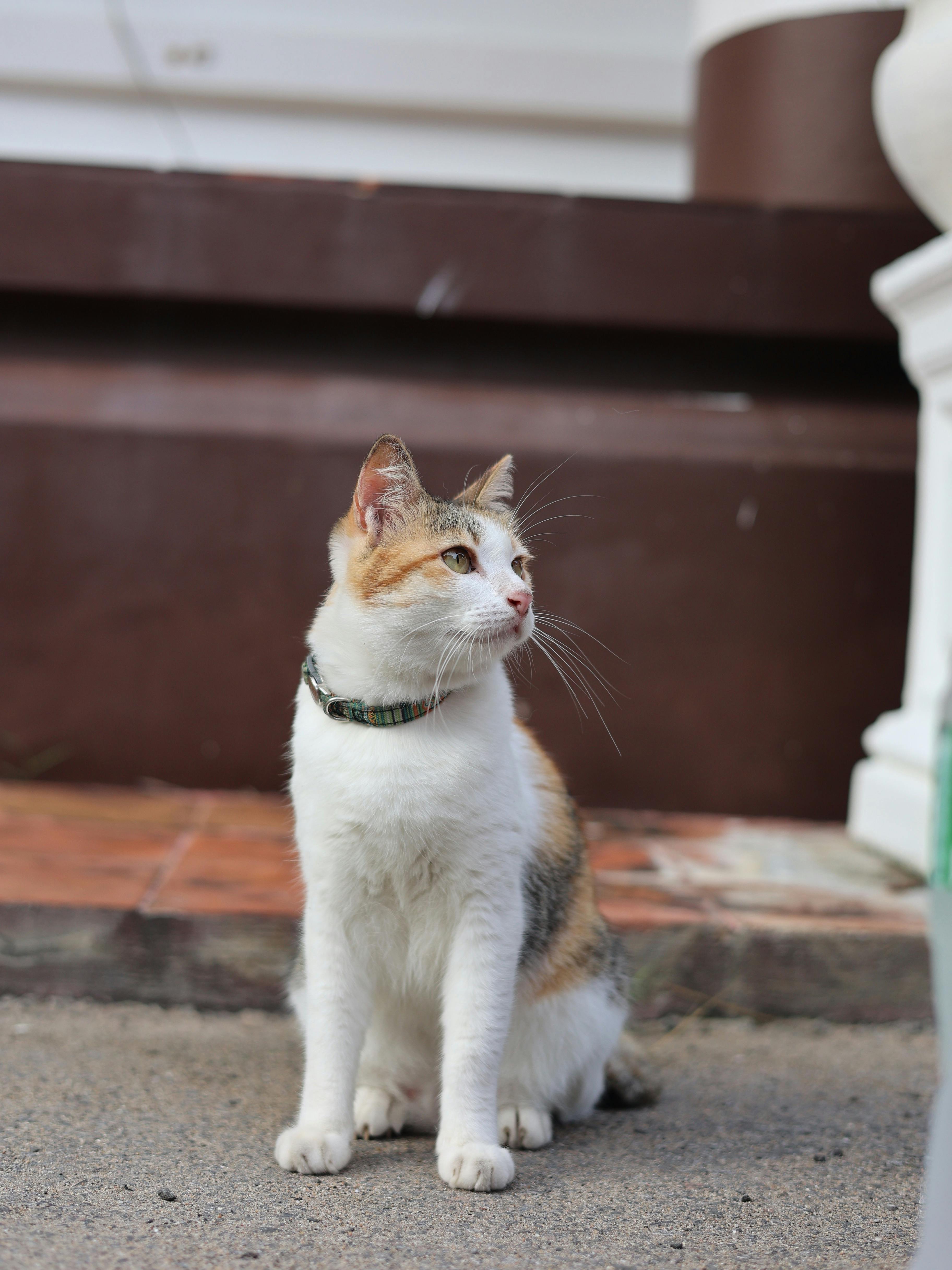 Anime Banner Photos, Download The BEST Free Anime Banner Stock Photos ...