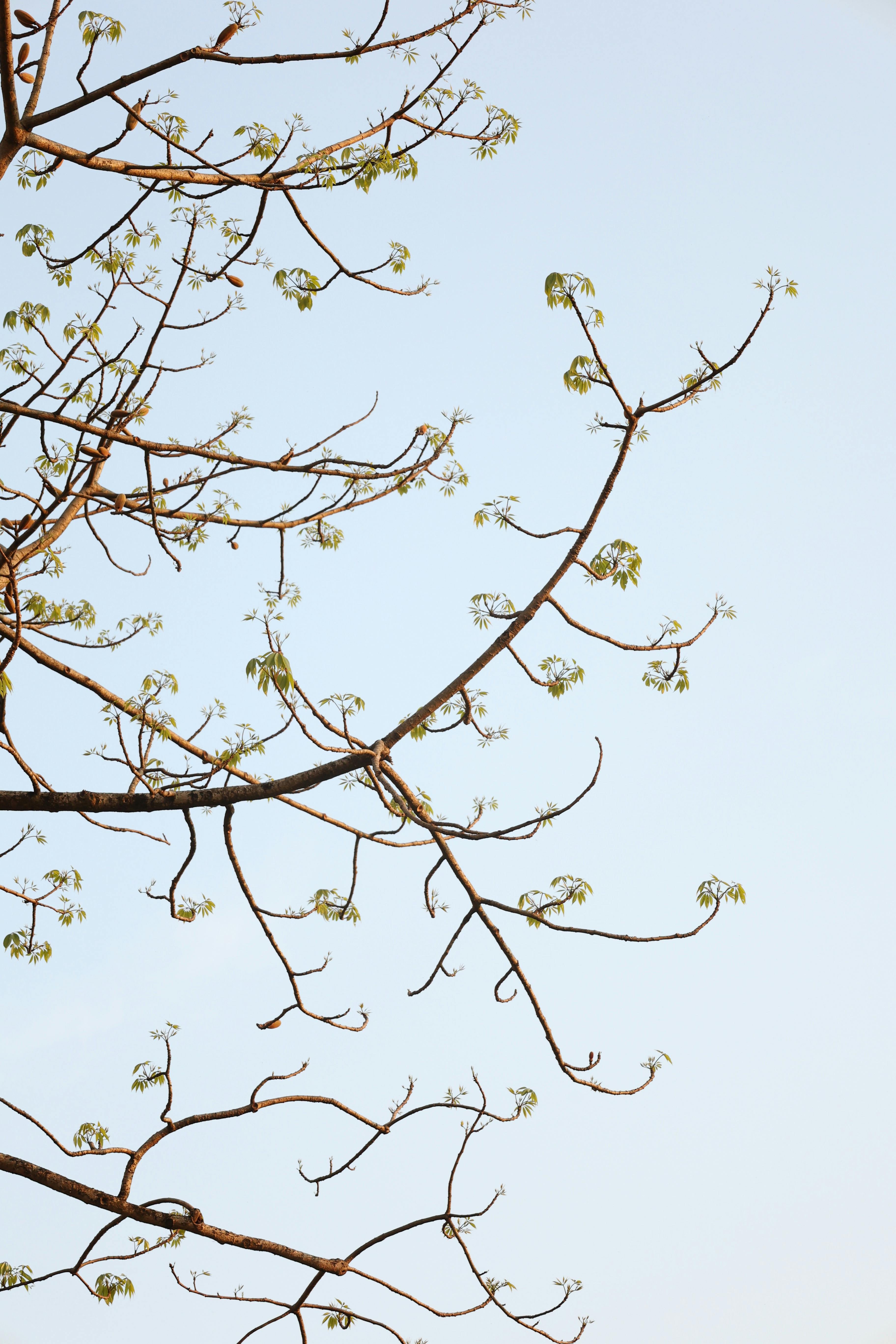 Aesthetic Tree Photos, Download The BEST Free Aesthetic Tree Stock ...