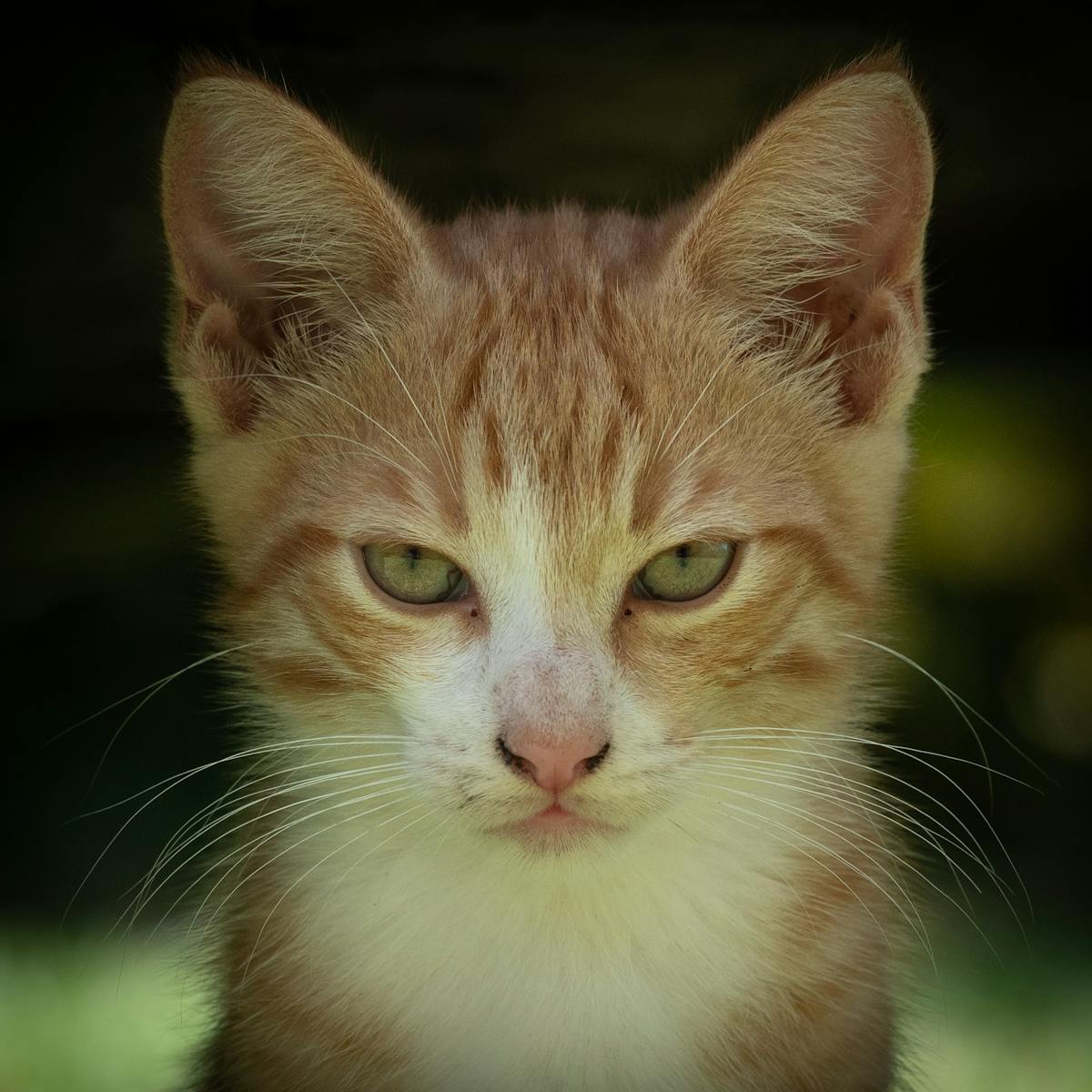 Cat Jpg Photos, Download The BEST Free Cat Jpg Stock Photos & HD Images