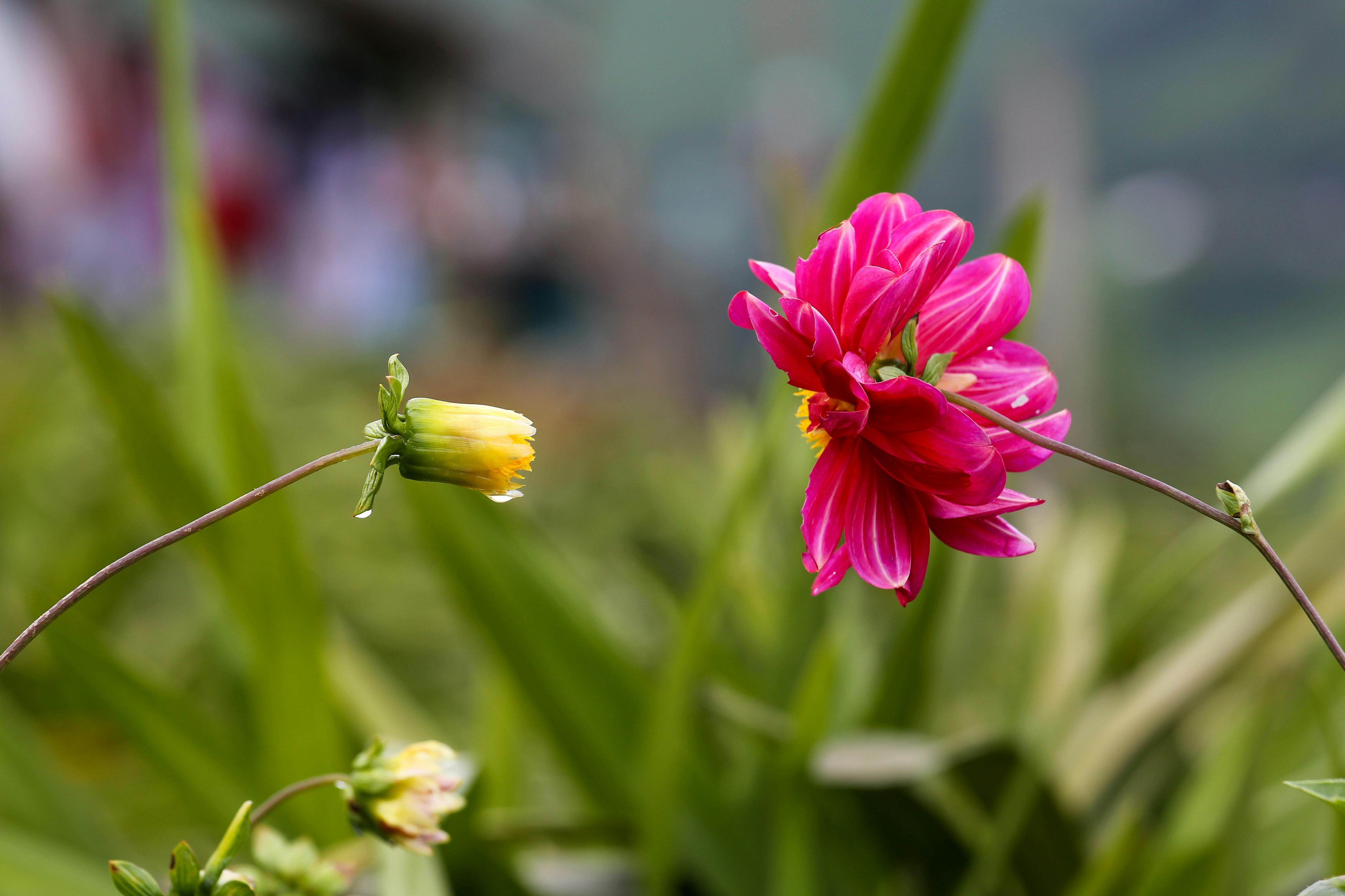 Pretty Virgins Photos, Download The BEST Free Pretty Virgins Stock ...