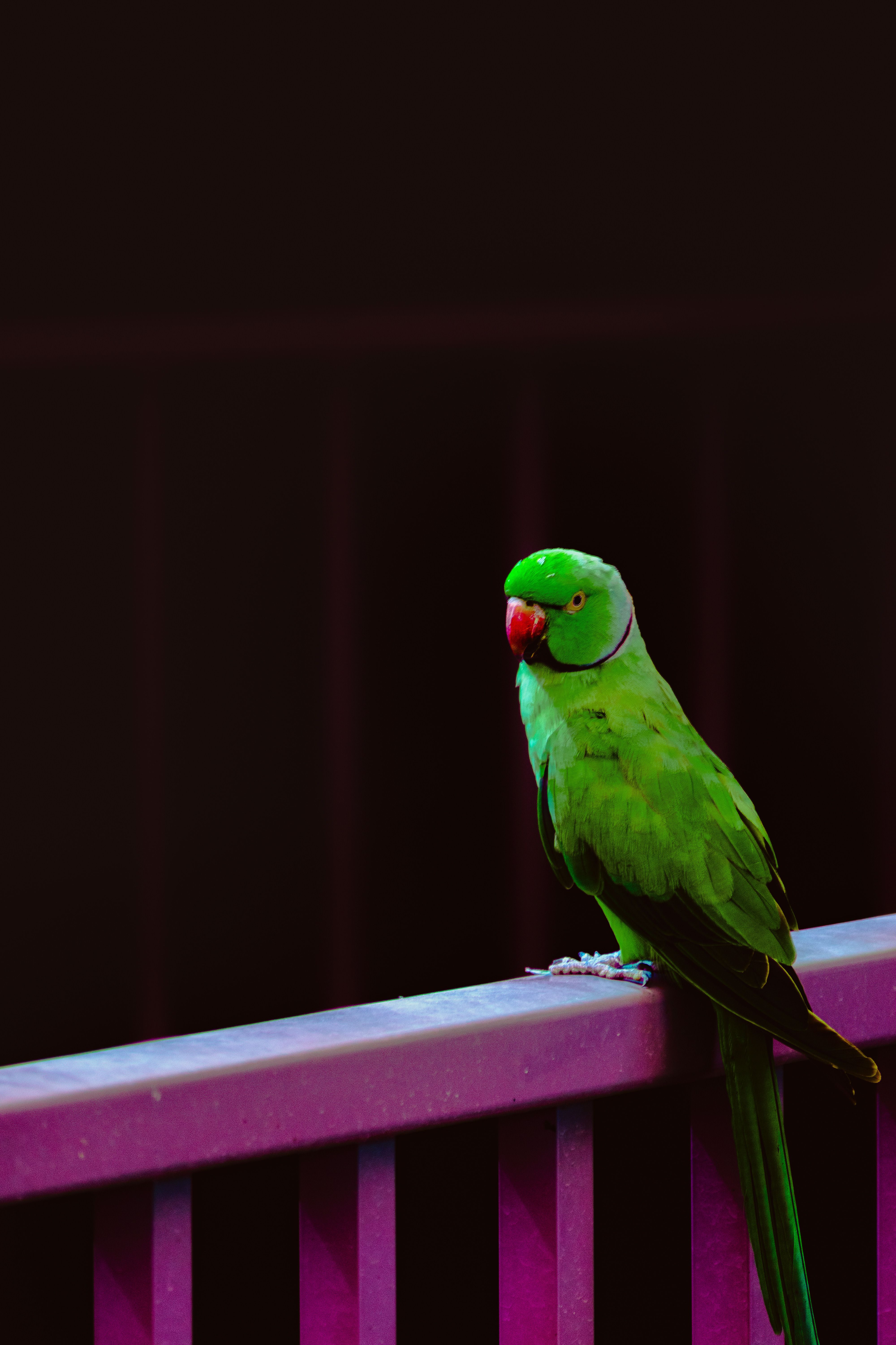 Vibrant Green Parrot Perched on Balcony Railing · Free Stock Photo