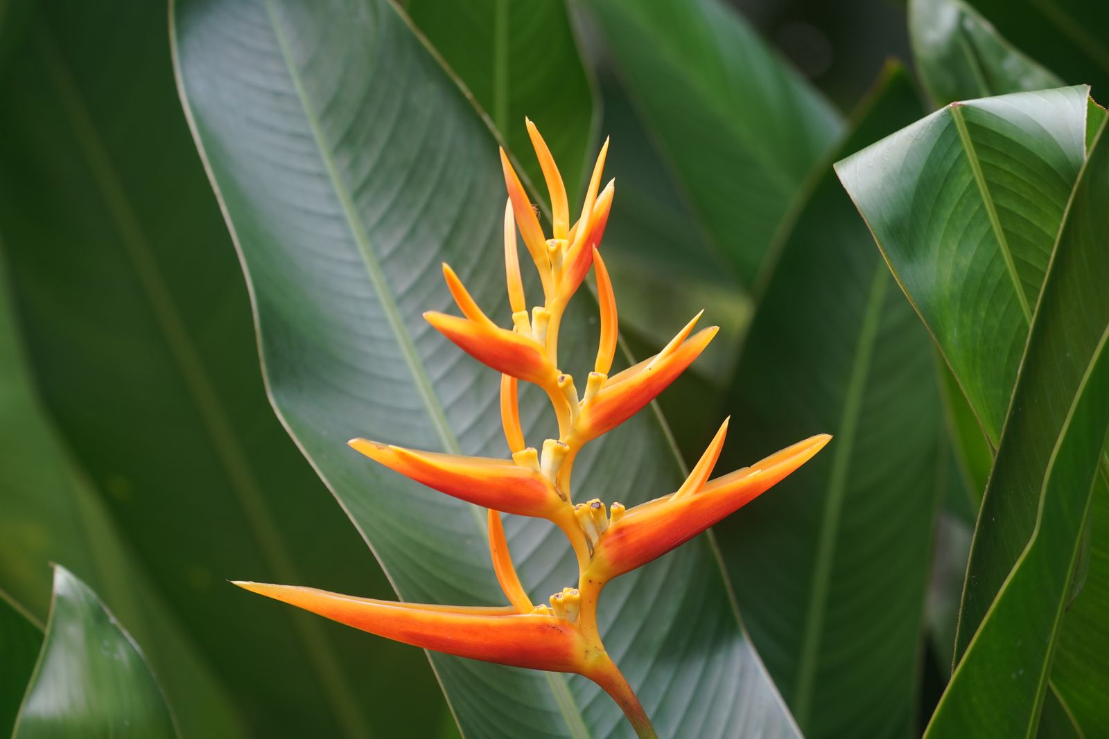Tropical Flower Photos, Download The BEST Free Tropical Flower Stock ...